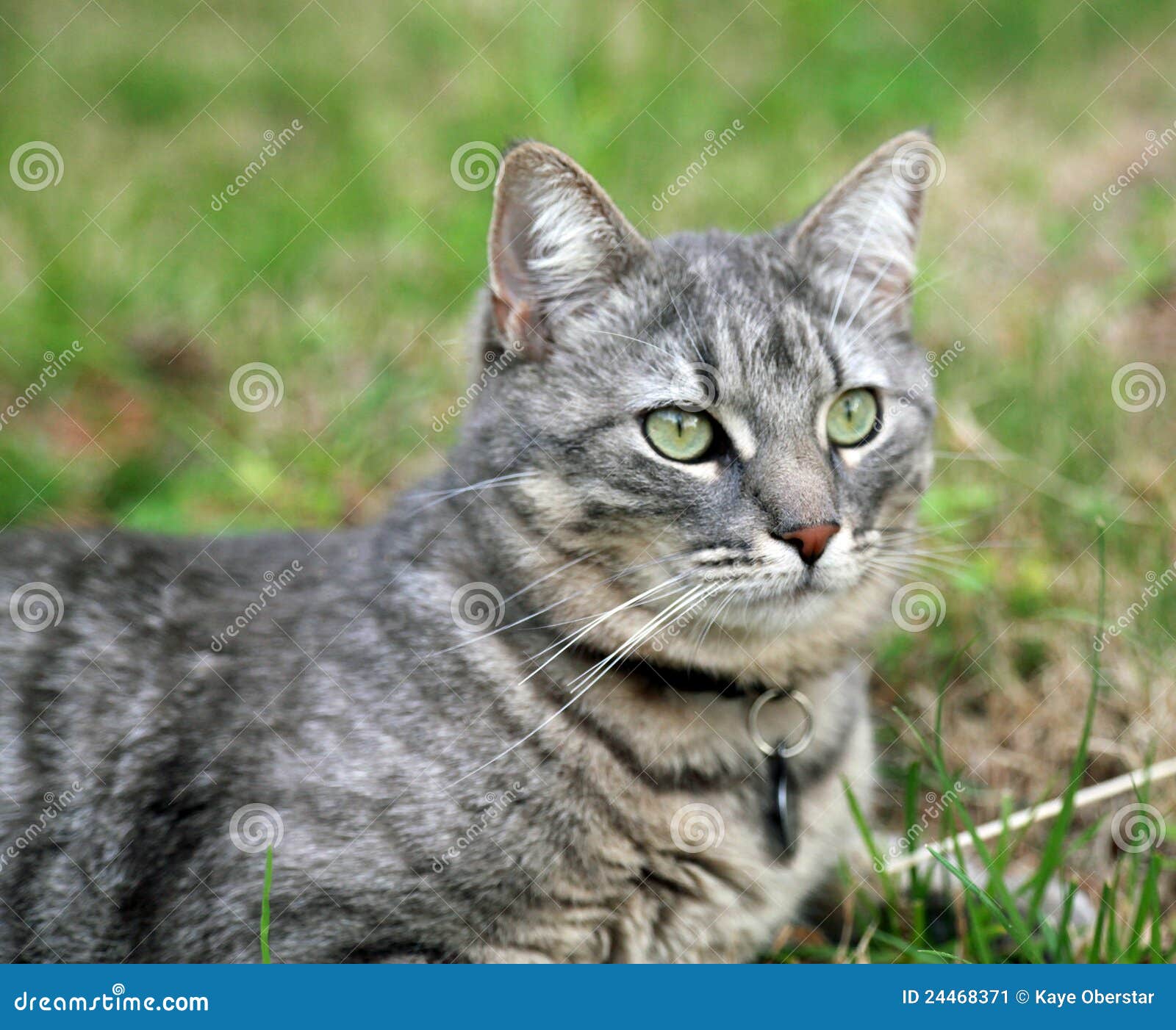 Gray cat resting in lawn stock image. Image of eyes, white - 24468371