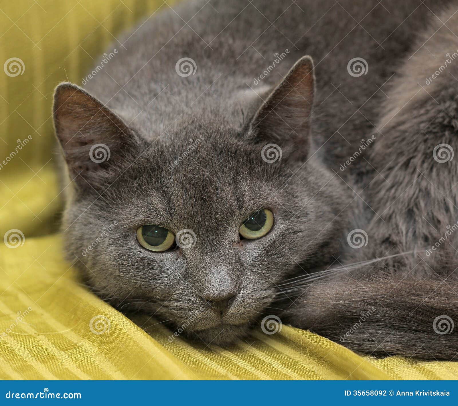 Gray cat stock photo. Image of closeup, domestic, gray - 35658092