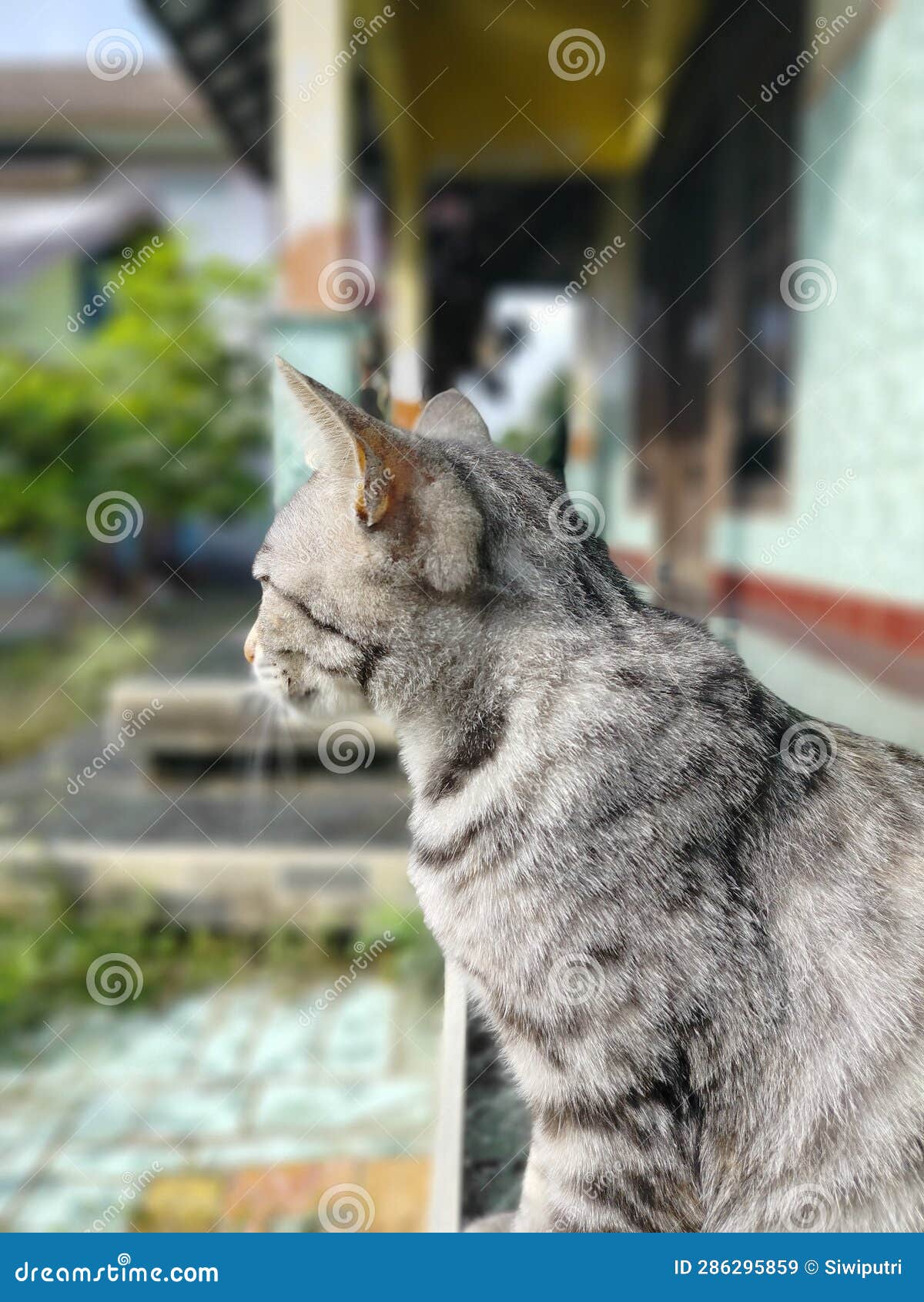 A Gray Cat Sat on the Tile with Its Face Turned Away Stock Image ...