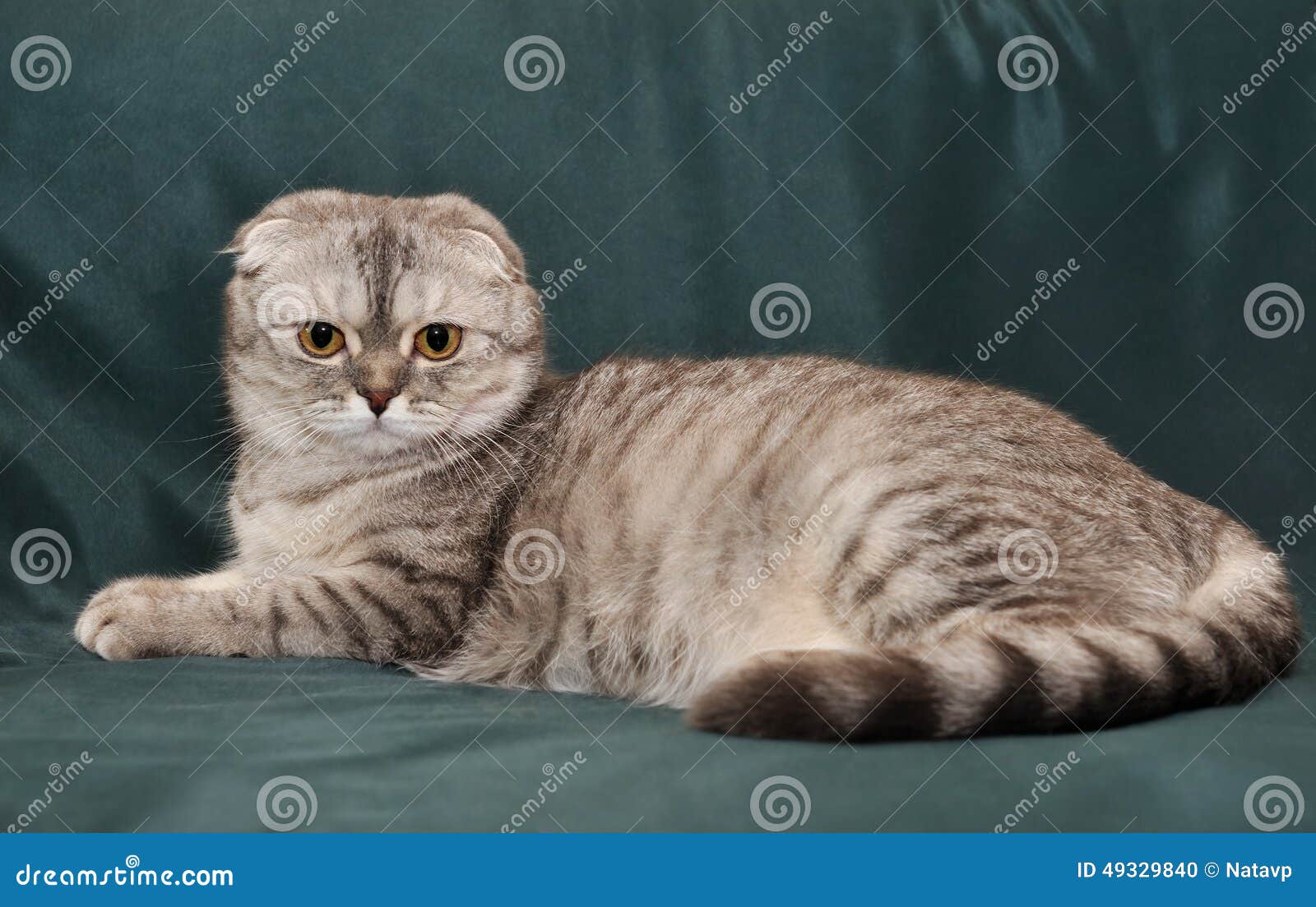 Gray cat Scottish Fold stock photo. Image of striped - 49329840