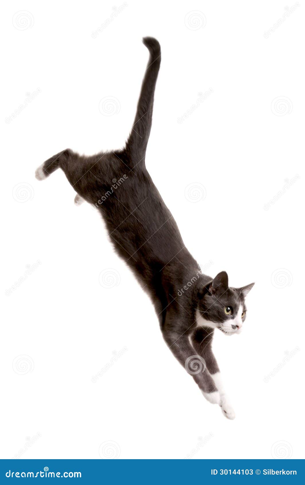 Gray Cat Serie on White Background Stock Image - Image of curiosity ...