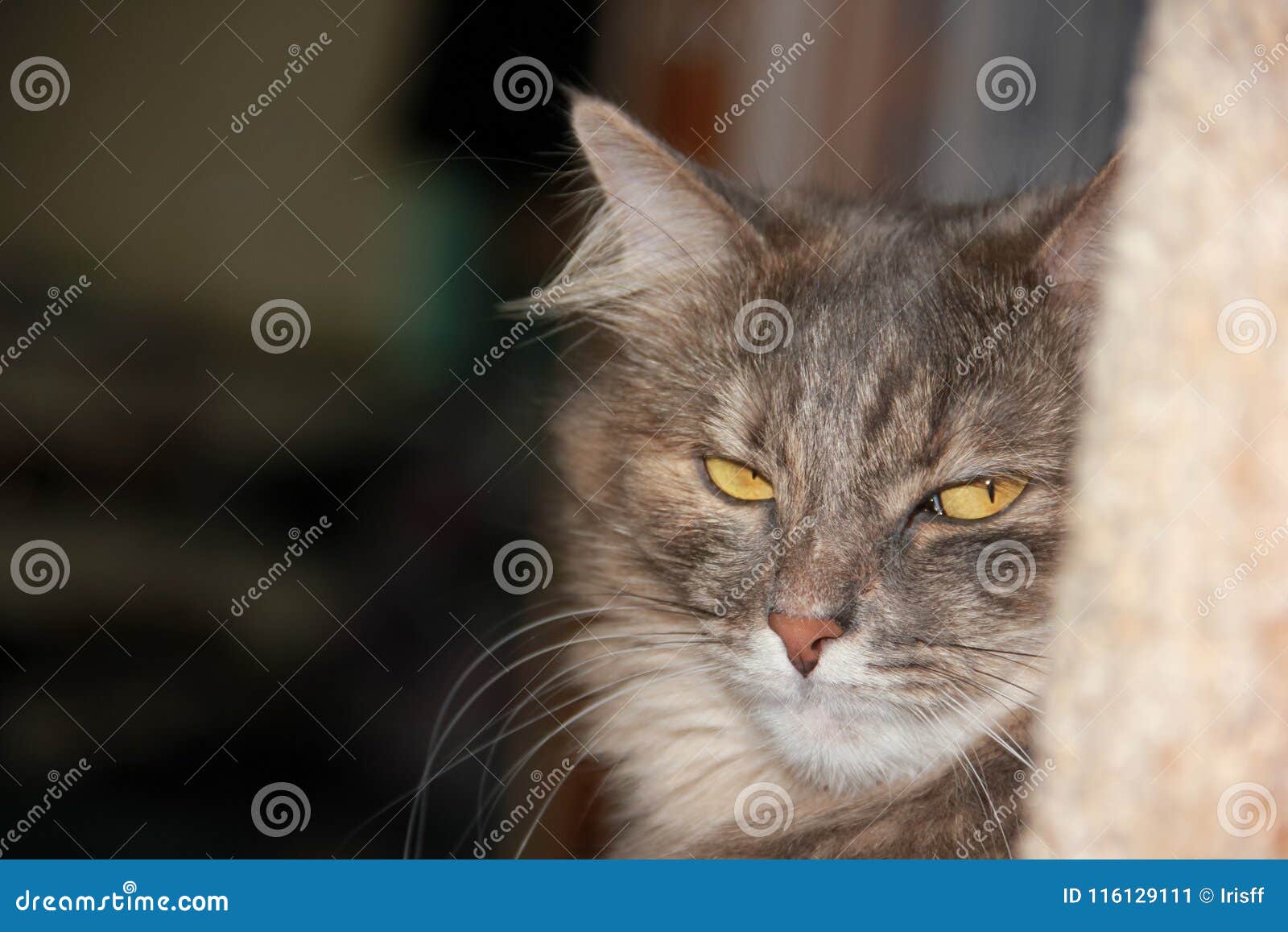 Gray cat, serious look stock image. Image of askance - 116129111