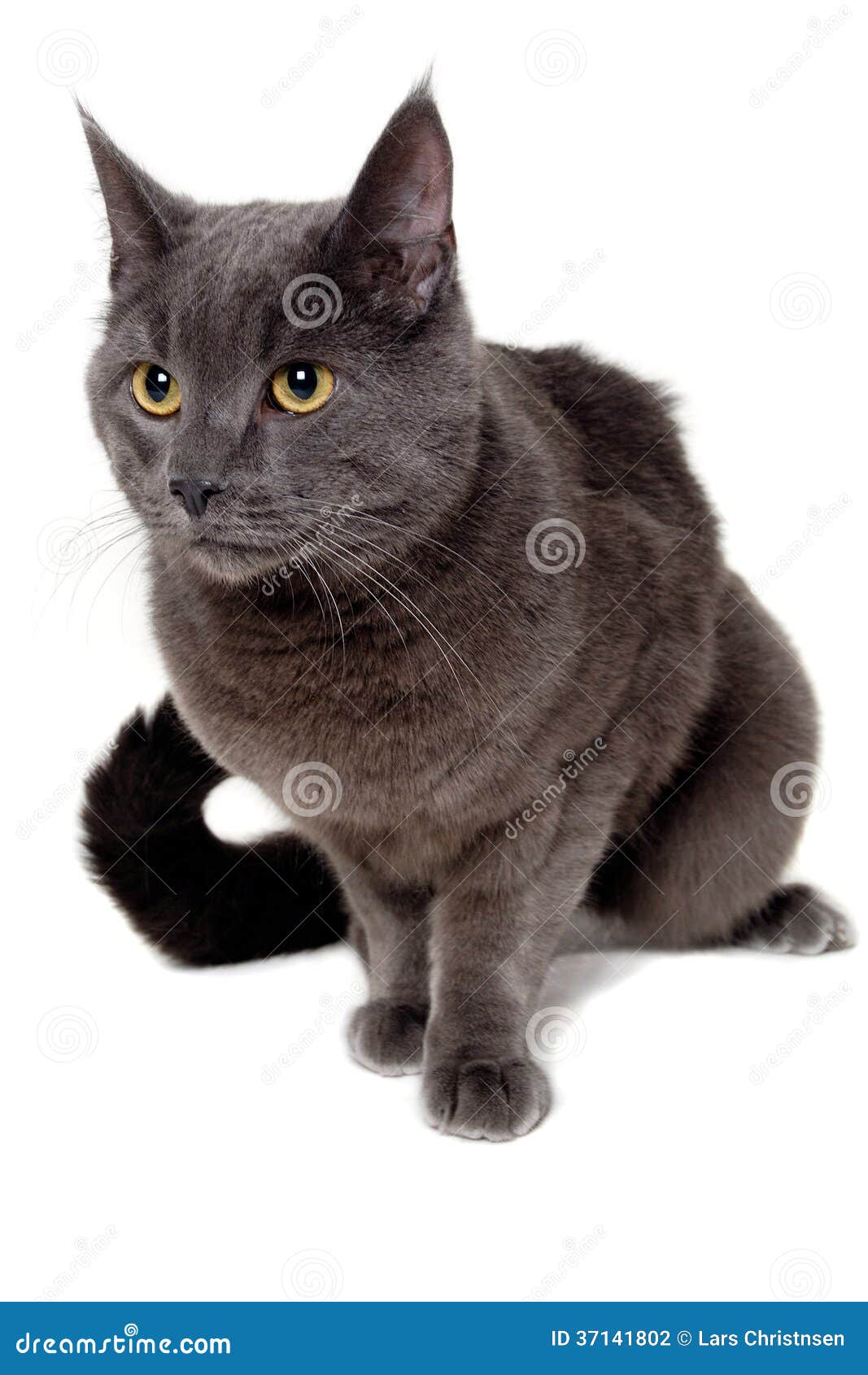 Gray Cat Sitting on a Clean White Background Stock Photo - Image of ...