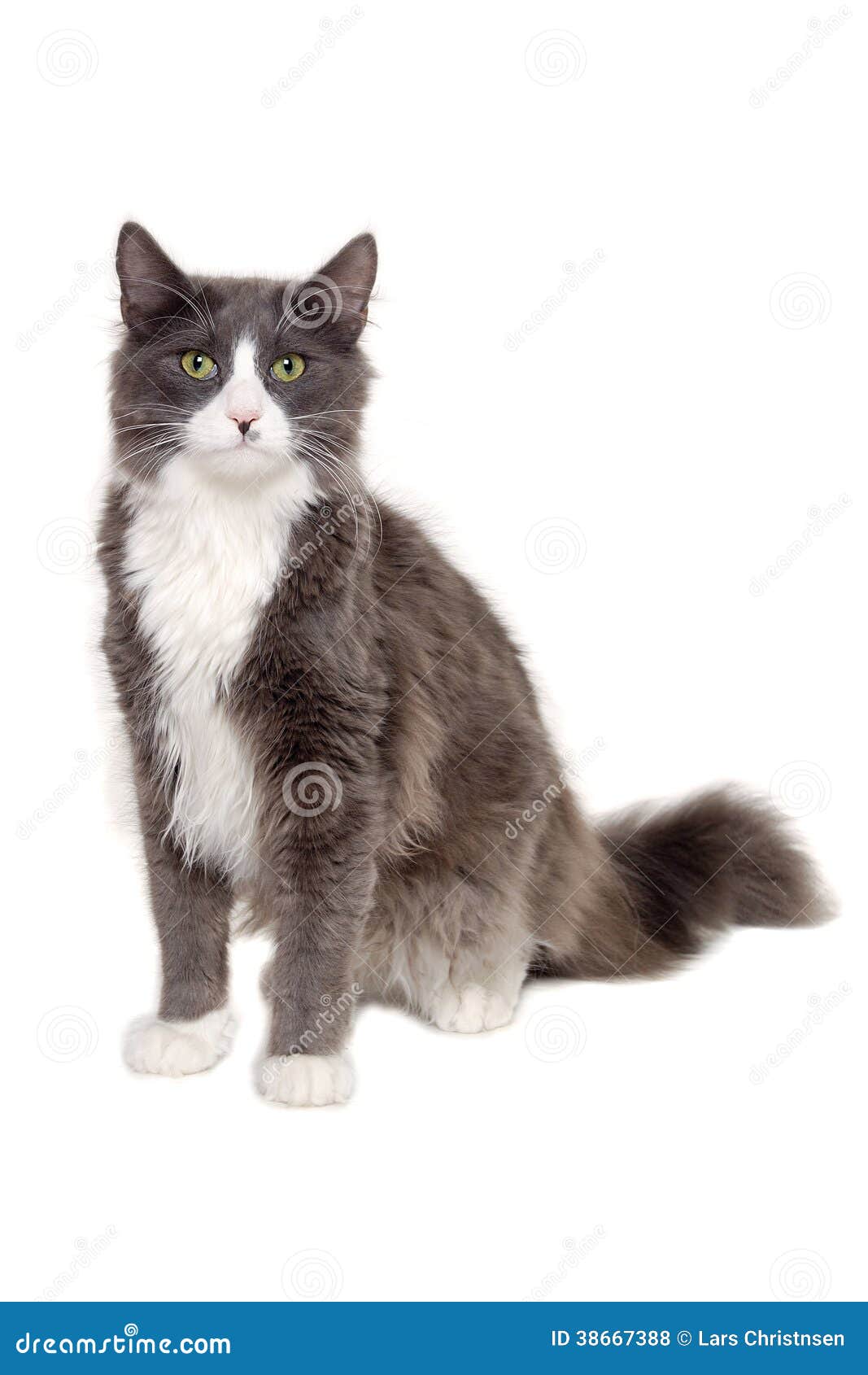 Gray Cat Sitting on a Clean White Background Stock Photo - Image of ...