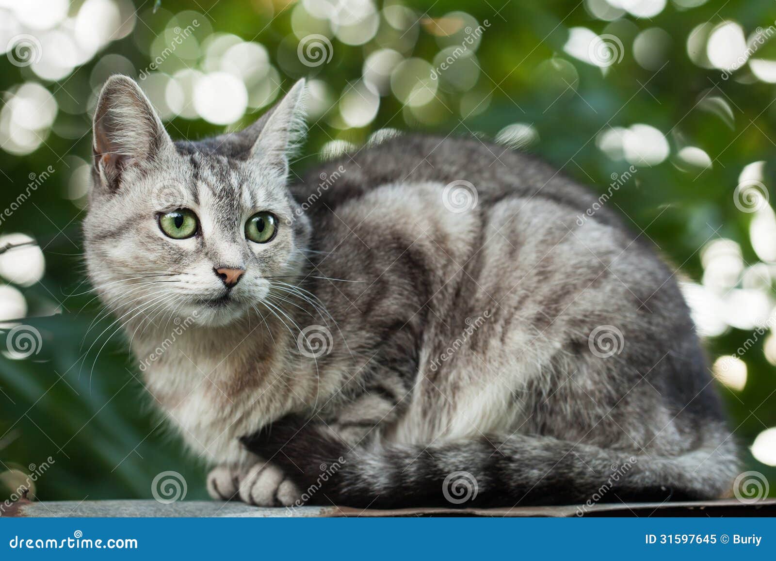 Gray cat stock image. Image of grass, outdoor, brown - 31597645