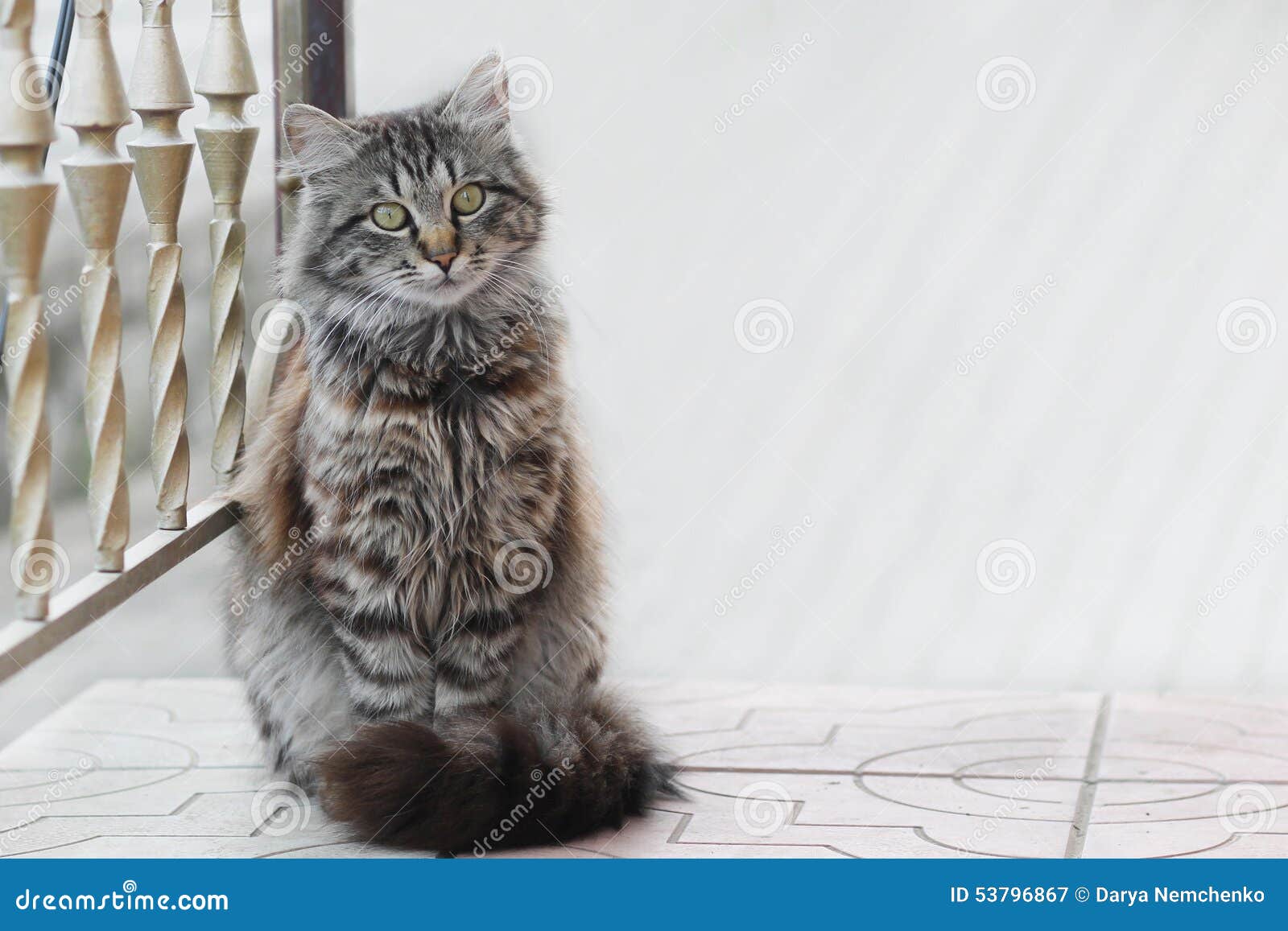 Gray cat sitting stock image. Image of litter, mammal - 53796867