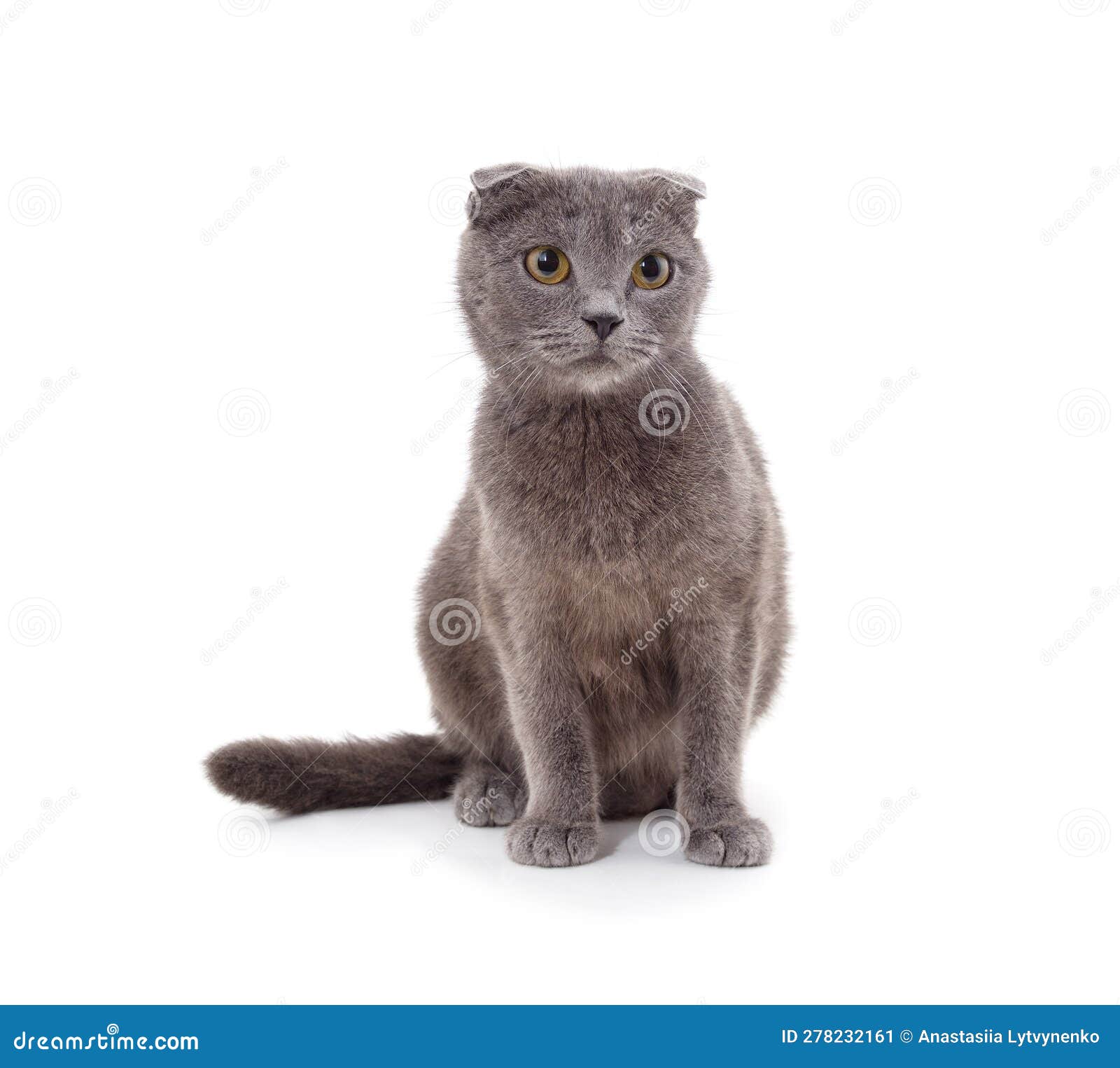 Gray cat is sitting stock image. Image of smell, tenderness - 278232161