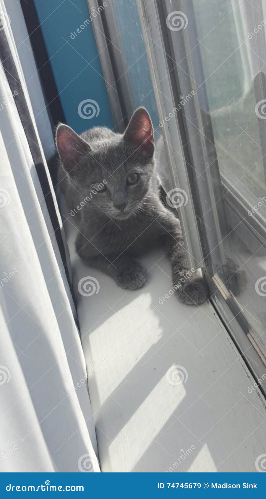 Gray cat sitting in window stock image. Image of sitting - 74745679