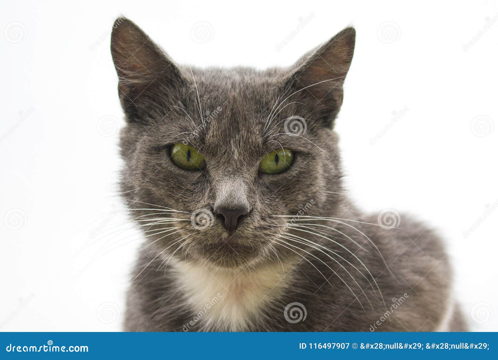 Gray Cat on a Gray Sky Background. Gray Cat Stock Image - Image of ...