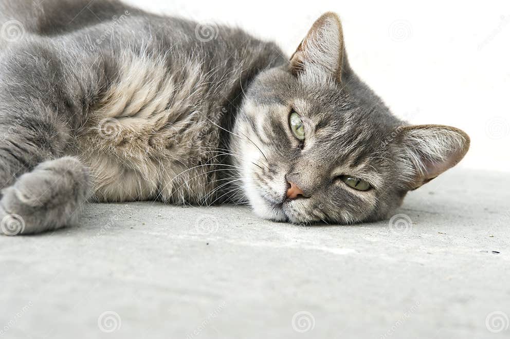 Gray cat sleeping stock image. Image of horizontal, characters - 21330821
