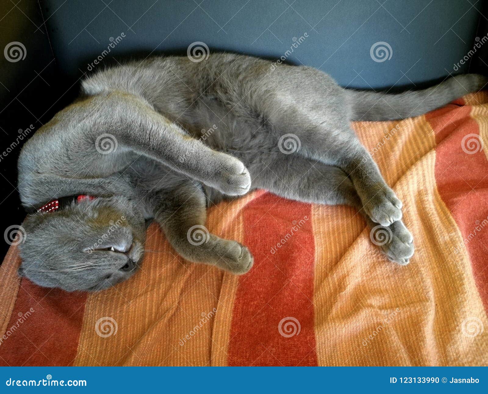 Cat Sleeping in a Funny Pose on the Couch Stock Photo - Image of ...
