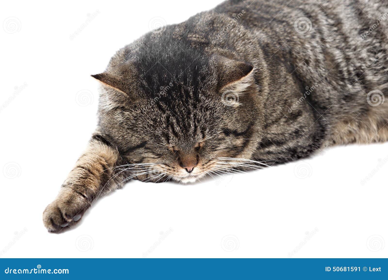 Gray Cat Sleeping on a White Background. Isolated. Stock Image - Image ...