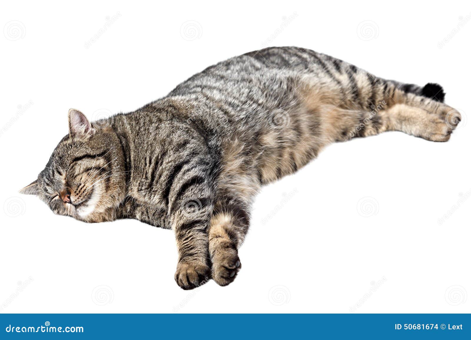Gray Cat Sleeping on a White Background. Isolated. Stock Photo - Image ...