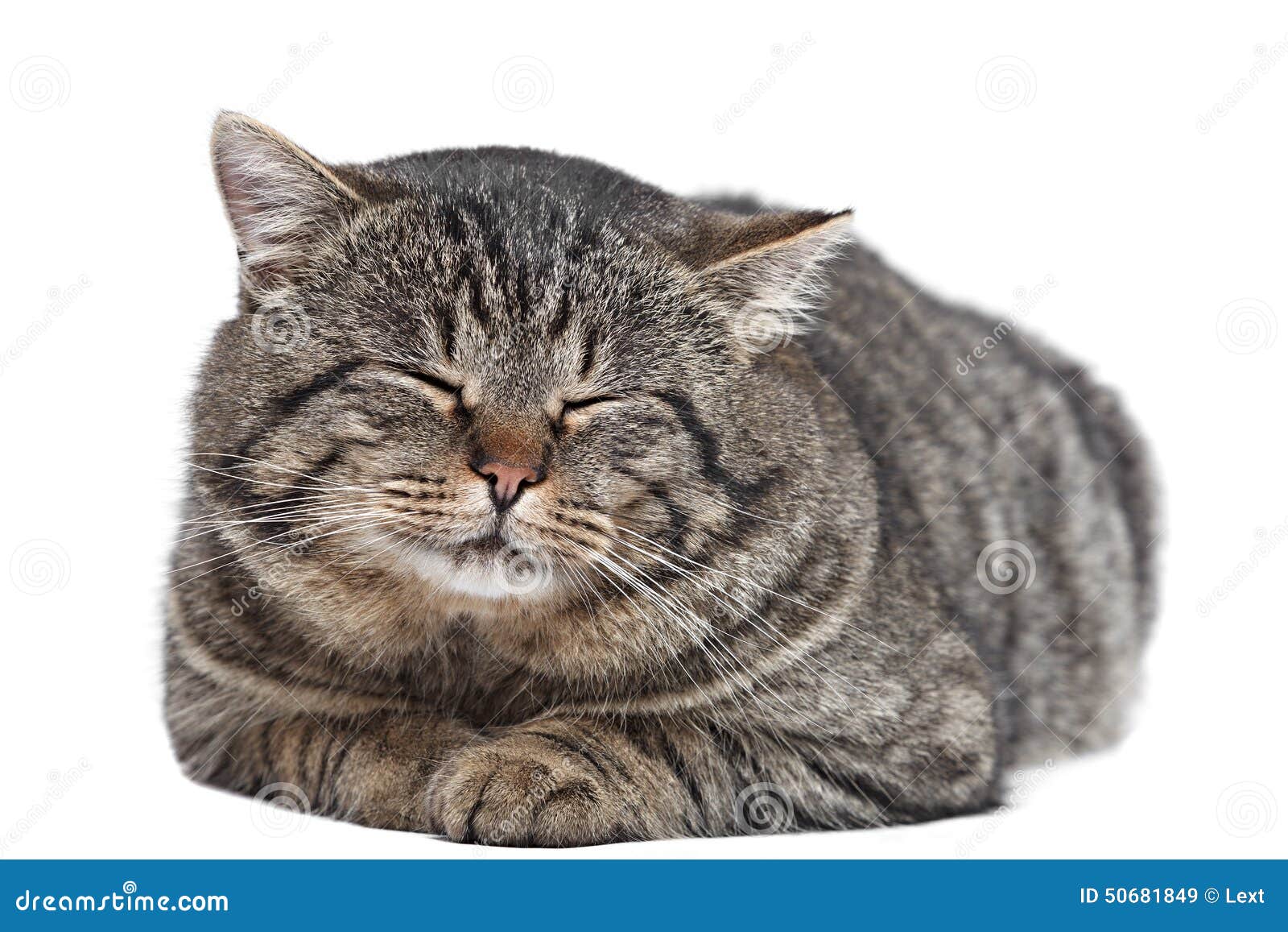 Gray Cat Sleeping on a White Background. Isolated. Stock Image - Image ...