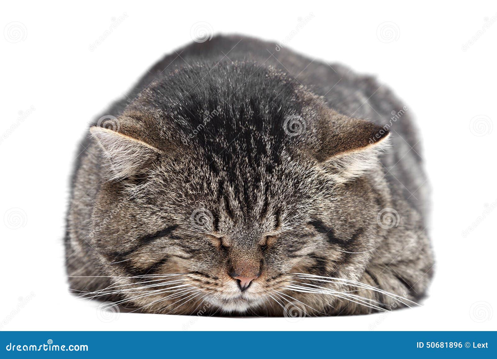 Gray Cat Sleeping on a White Background. Isolated. Stock Photo - Image ...