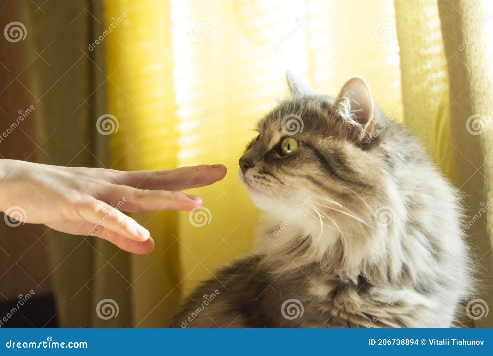 Gray cat sniffs a hand stock photo. Image of sniffs - 206738894