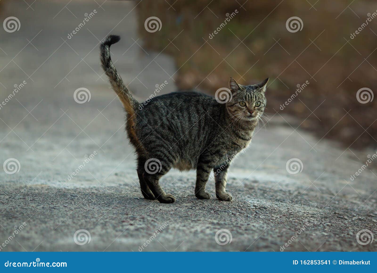 Gray Cat Standing on the Street Stock Image - Image of grey, gray ...
