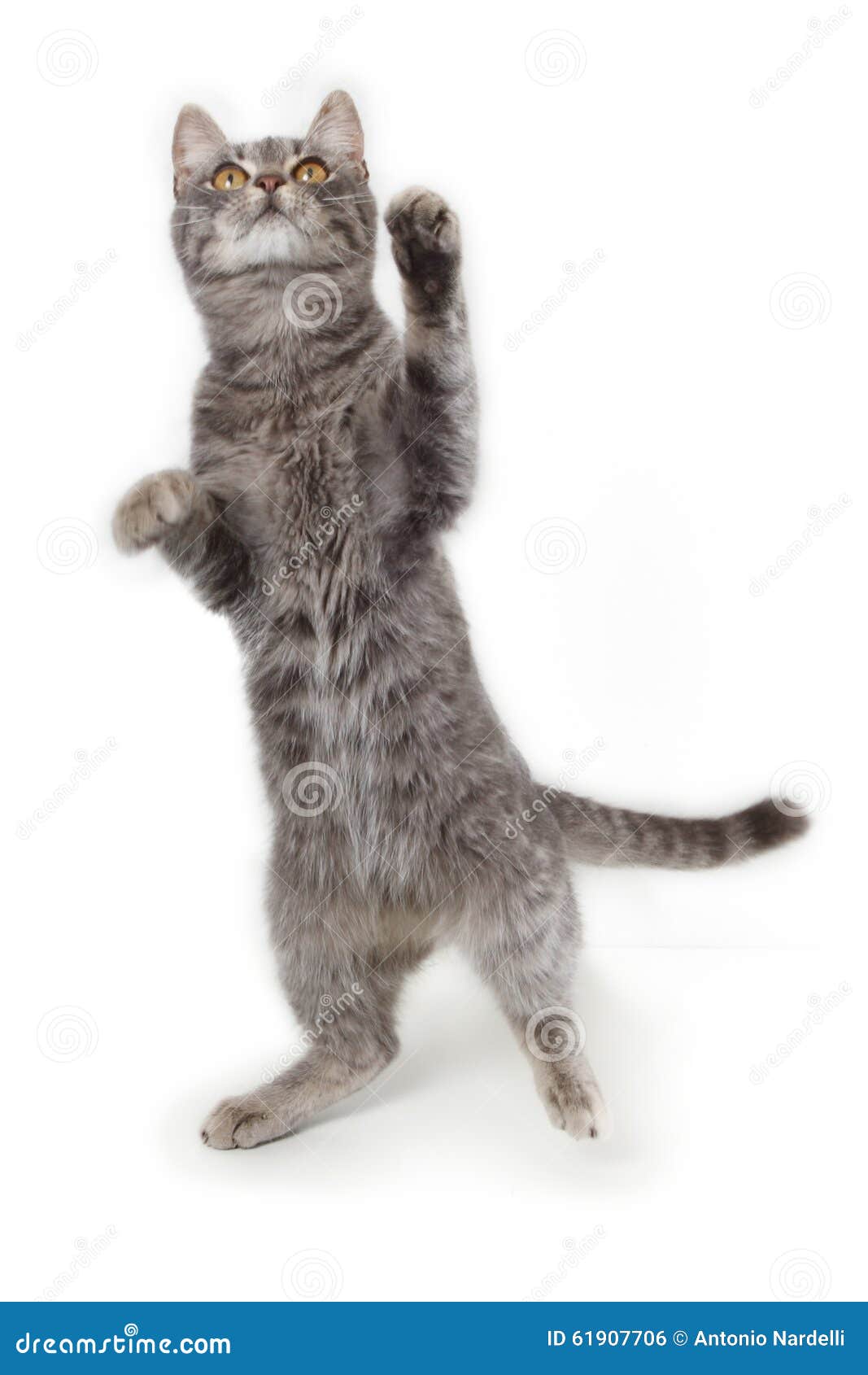 Gray cat stock photo. Image of kitten, legs, playful - 61907706