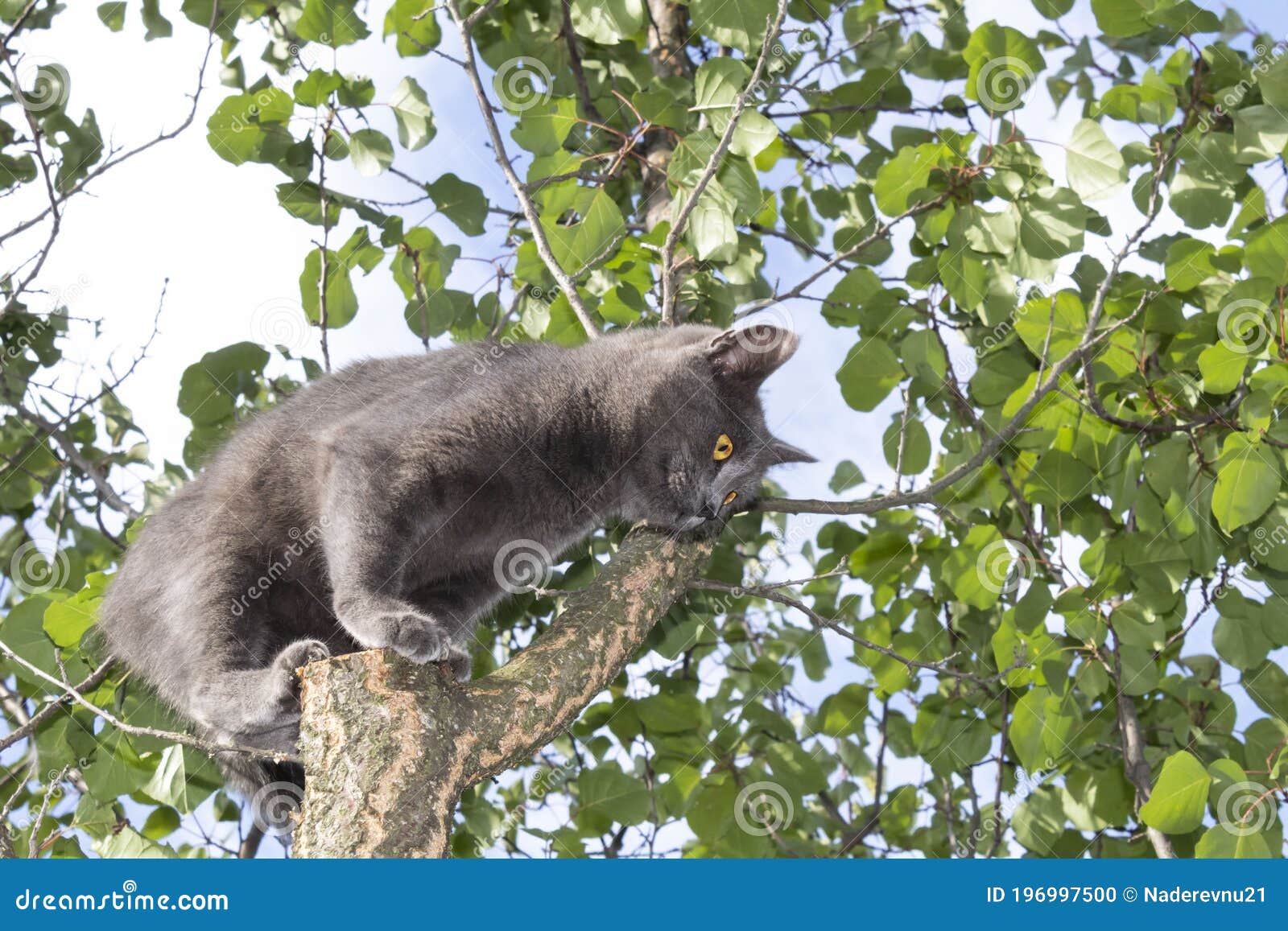 Gray cat on the tree. stock photo. Image of feline, adorable - 196997500