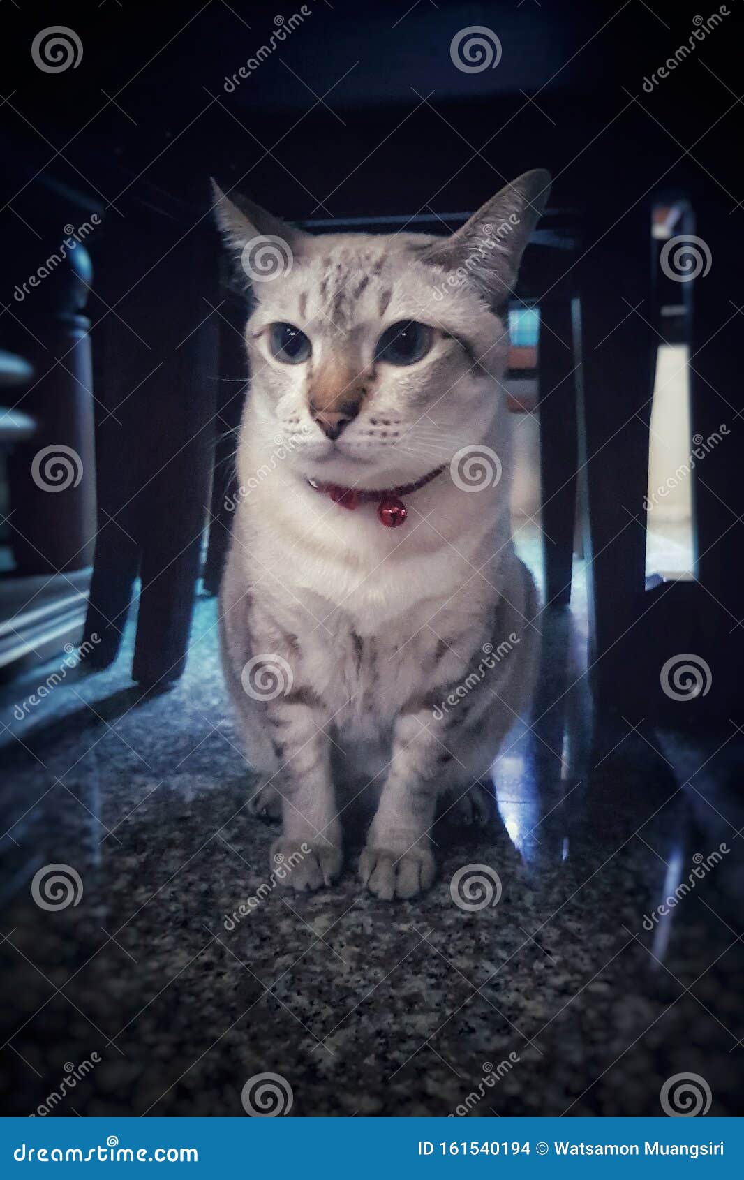 Gray Cat under table stock photo. Image of kitten, kitty - 161540194