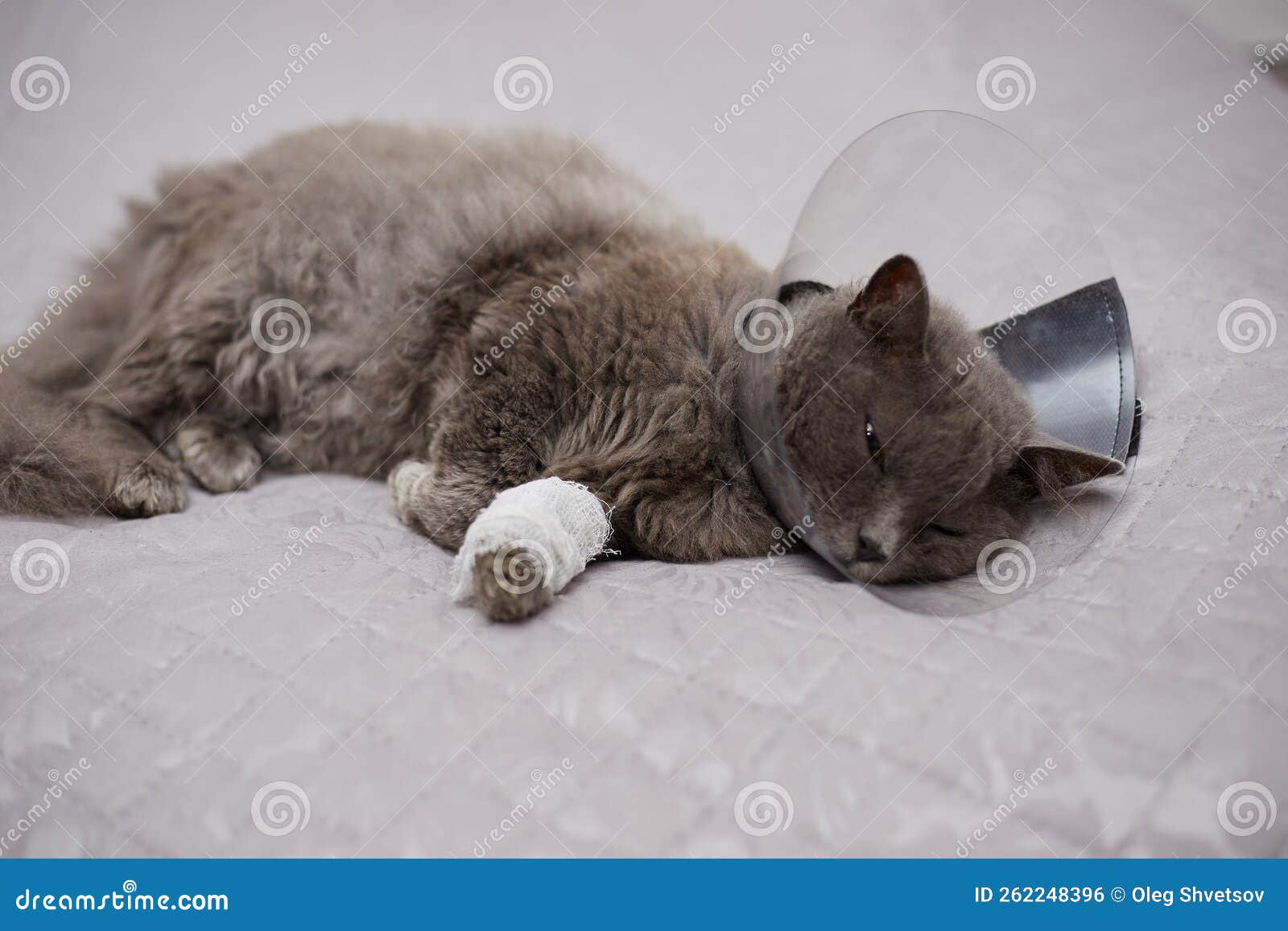 A Gray Cat in a Veterinary Collar with a Bandaged Leg is Lying on the ...