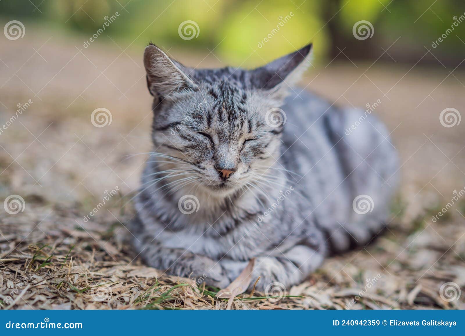 Gray Cat Walking Outside on a Summer Day Stock Image - Image of young ...