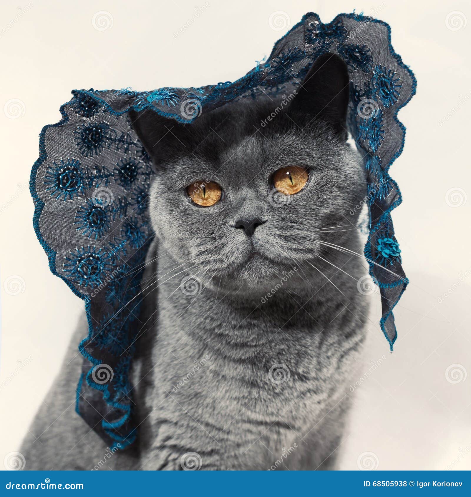 Gray Cat Wearing a Headscarf Stock Photo - Image of scarf, headscarf ...