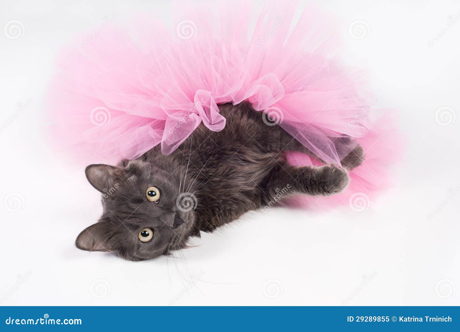 Grey Nebelung Cat In Wooden Bucket Royalty-Free Stock Image ...