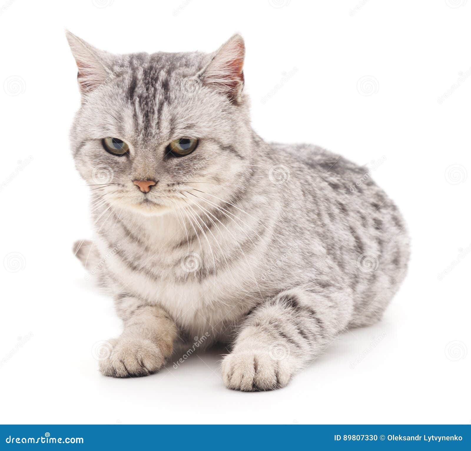 Gray cat. stock photo. Image of portrait, looking, tail - 89807330