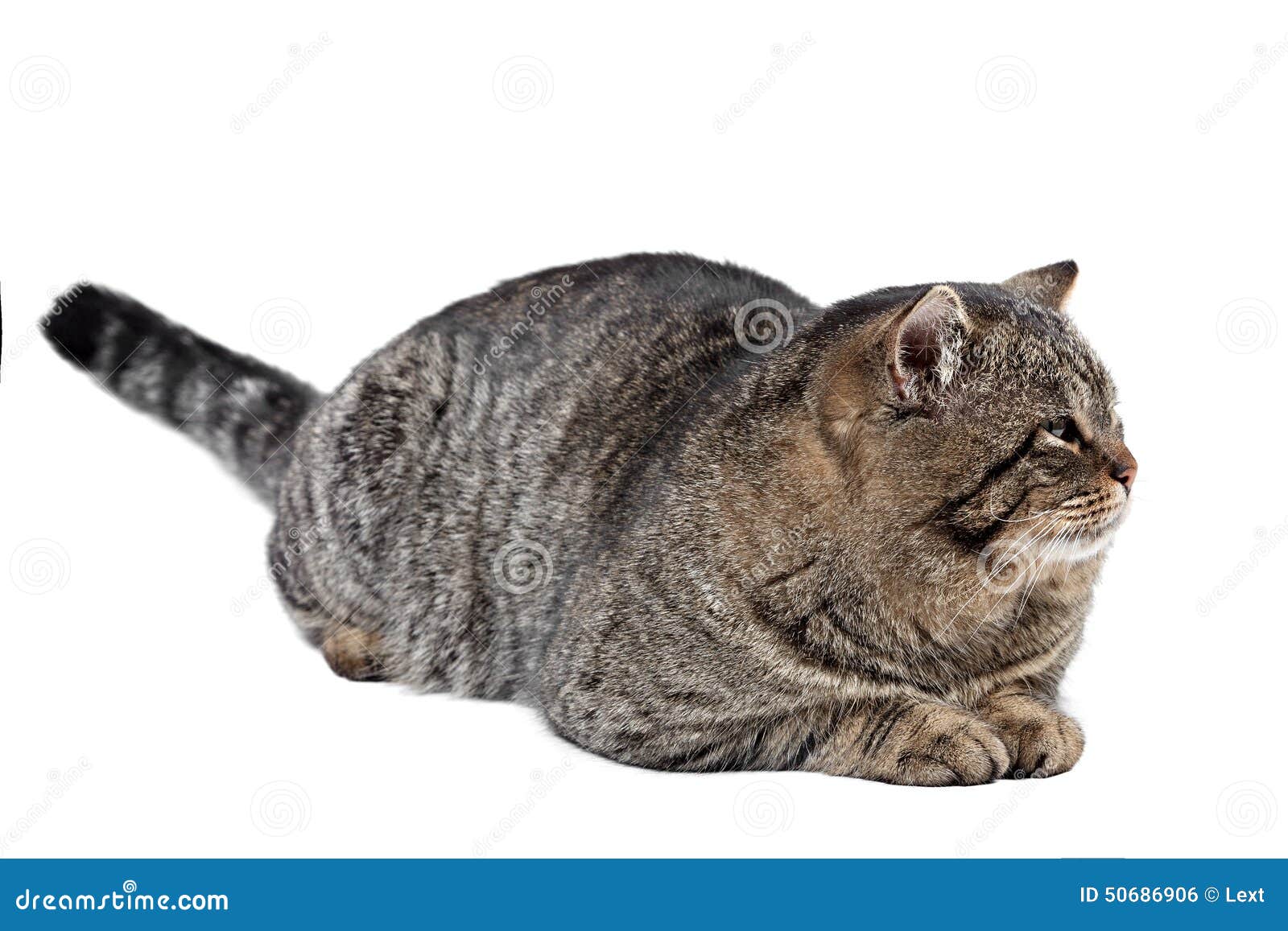 Gray Cat on a White Background Licks His Nose. Isolated. Stock Photo ...