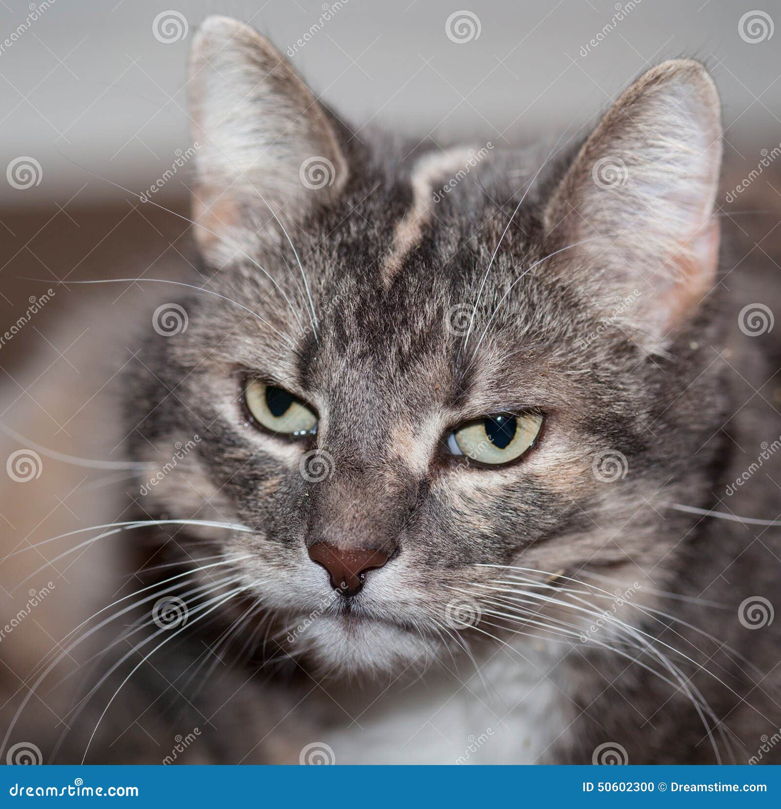 Gray cat stock photo. Image of nose, eyes, white, gray - 50602300