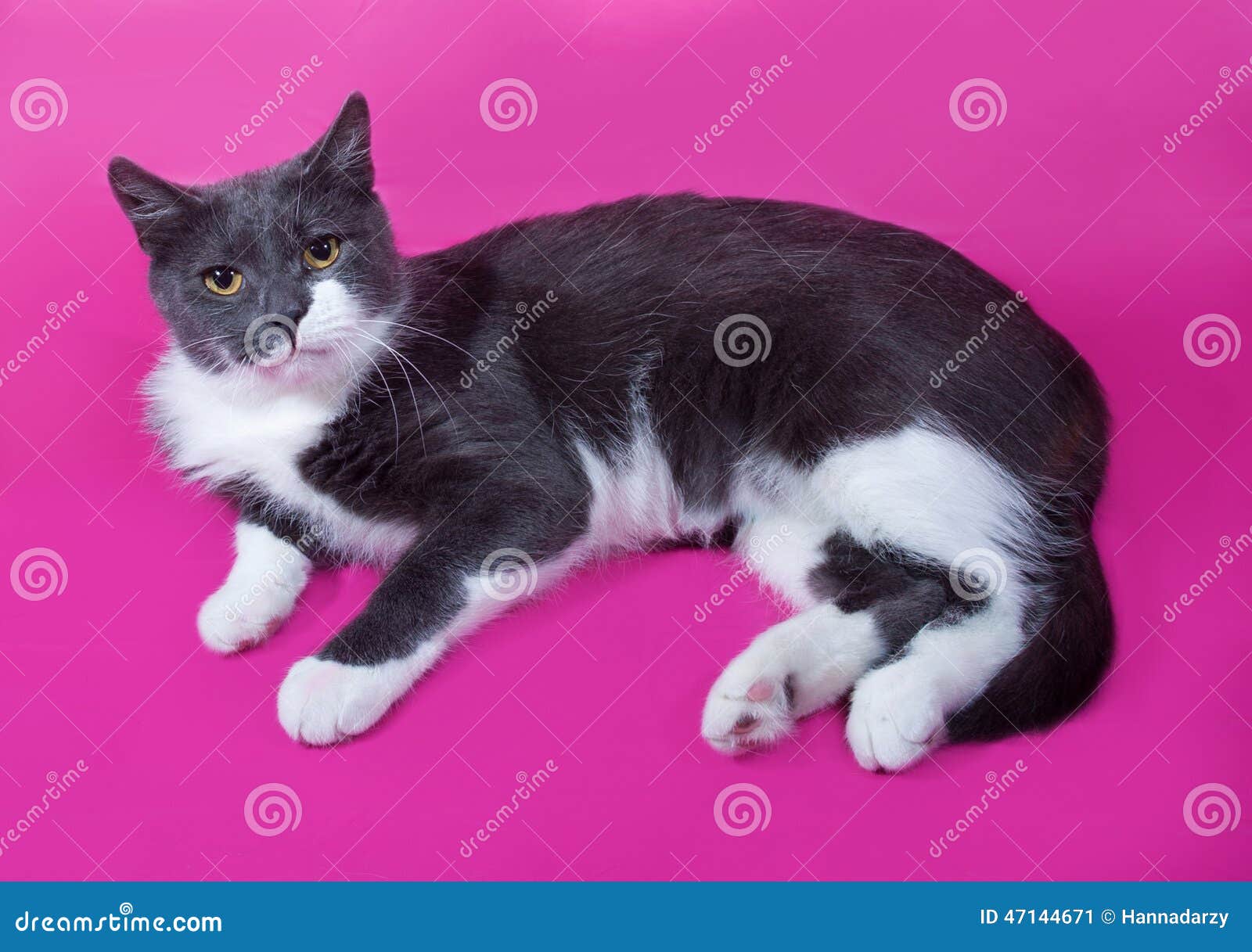 Gray Cat with White Spots Sitting on Pink Stock Image - Image of mammal ...