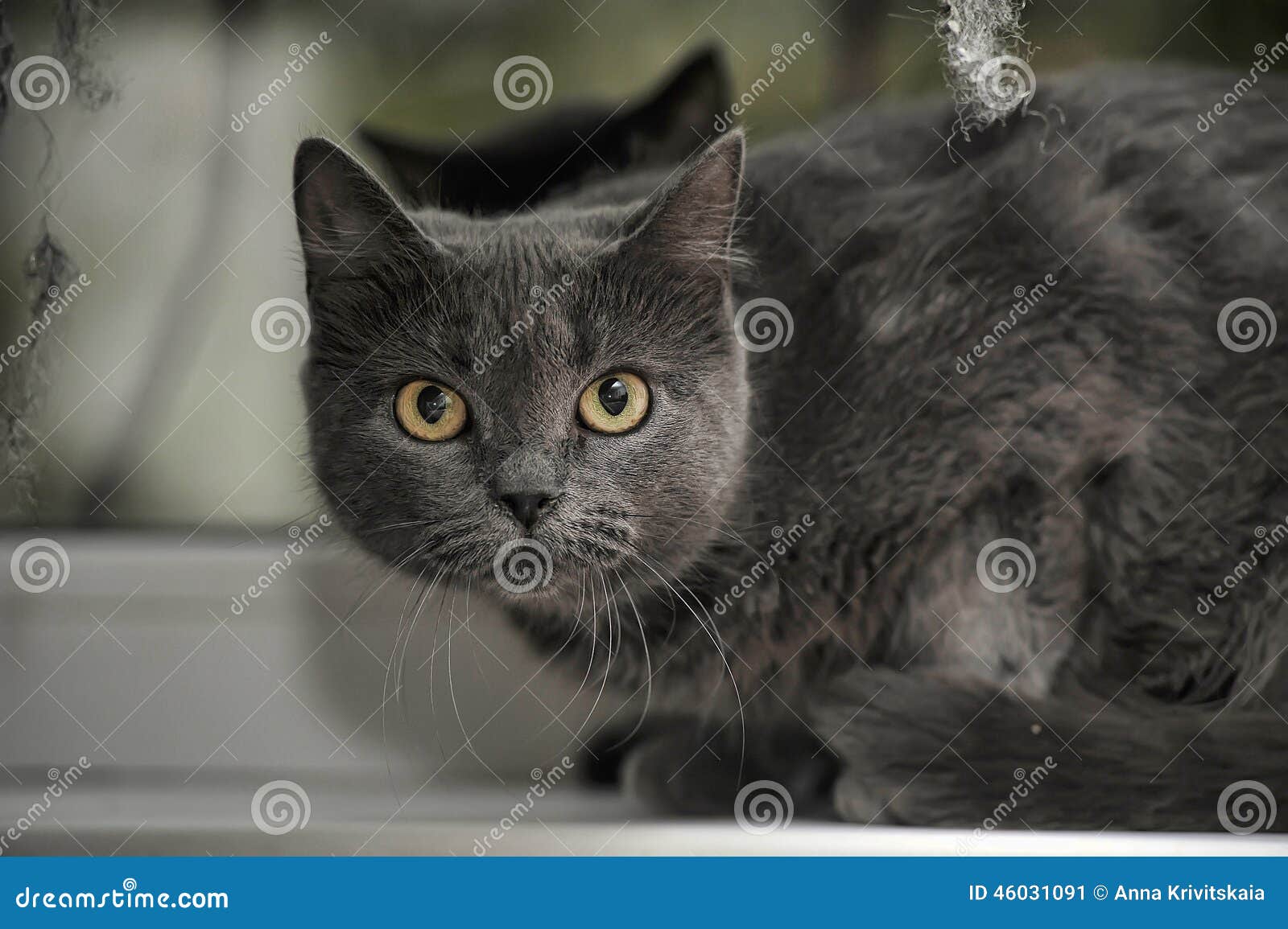 Gray cat stock image. Image of coat, domestic, pure, feline - 46031091