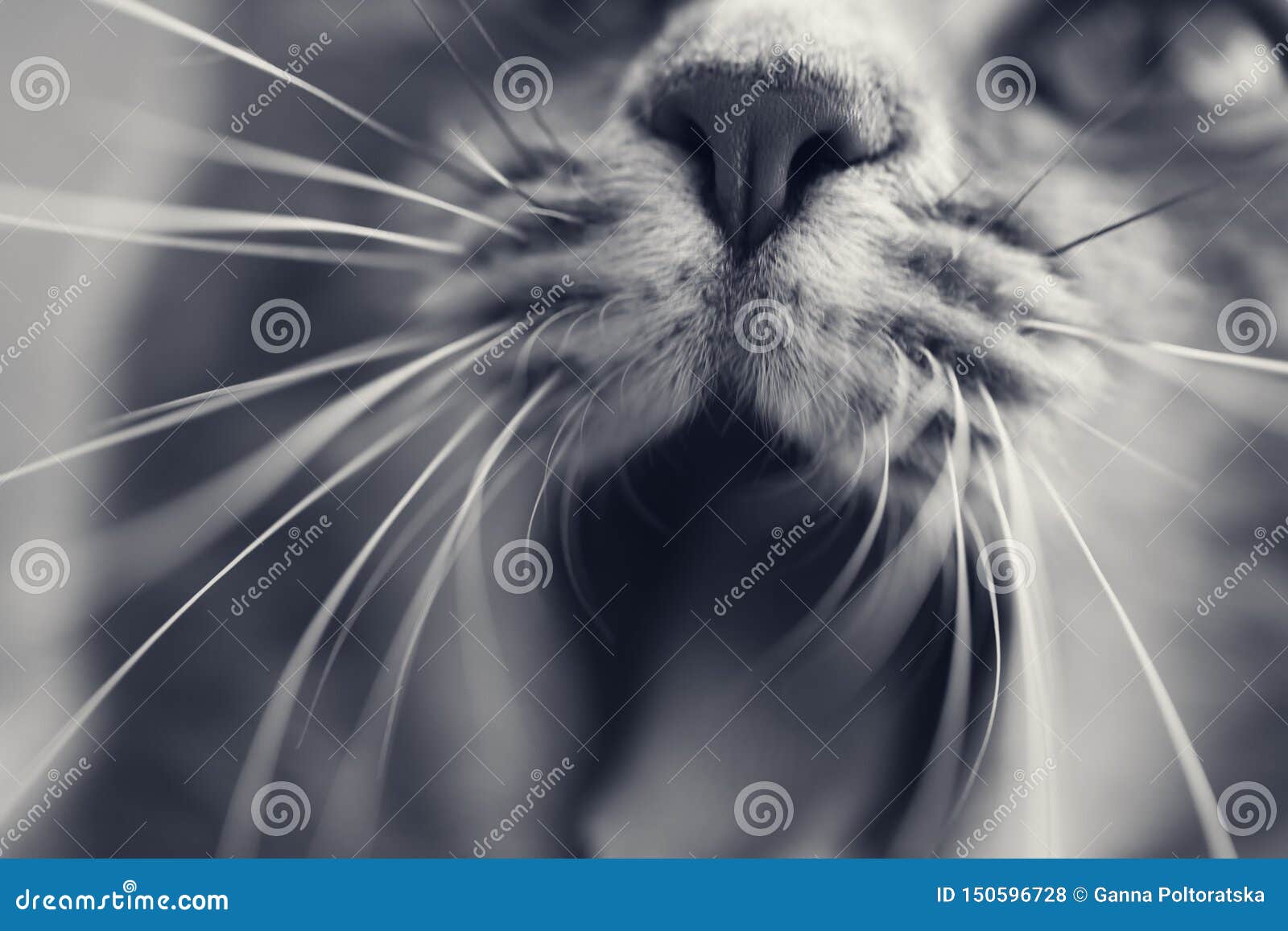 Gray Cat is Yawning into Camera Stock Photo - Image of fluffy, look ...
