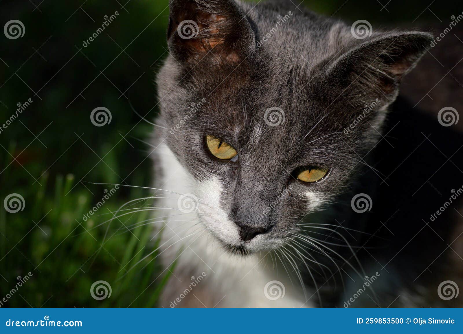 Gray cat with yellow eyes stock photo. Image of color - 259853500