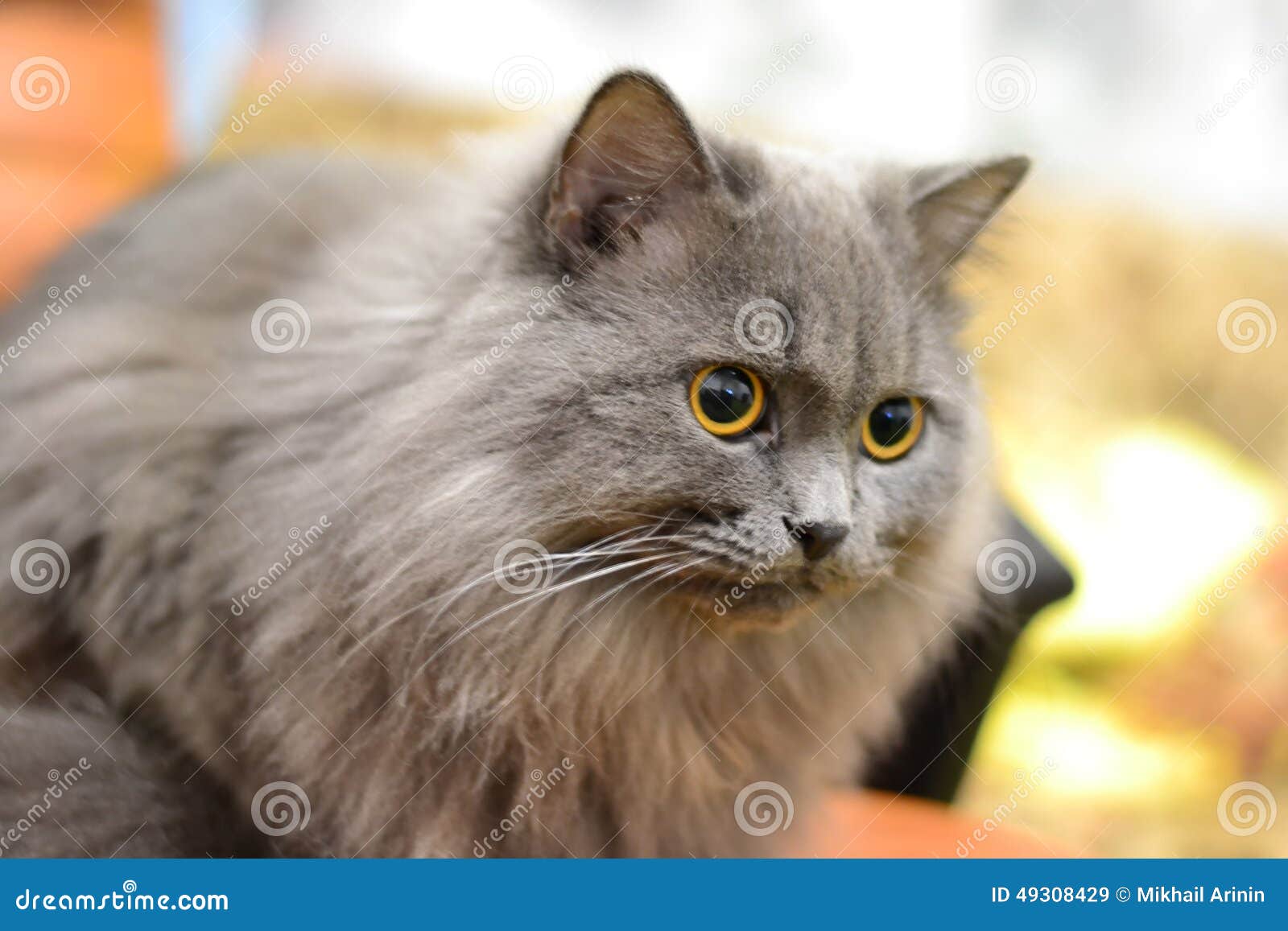 Gray cat with yellow eyes stock image. Image of people - 49308429