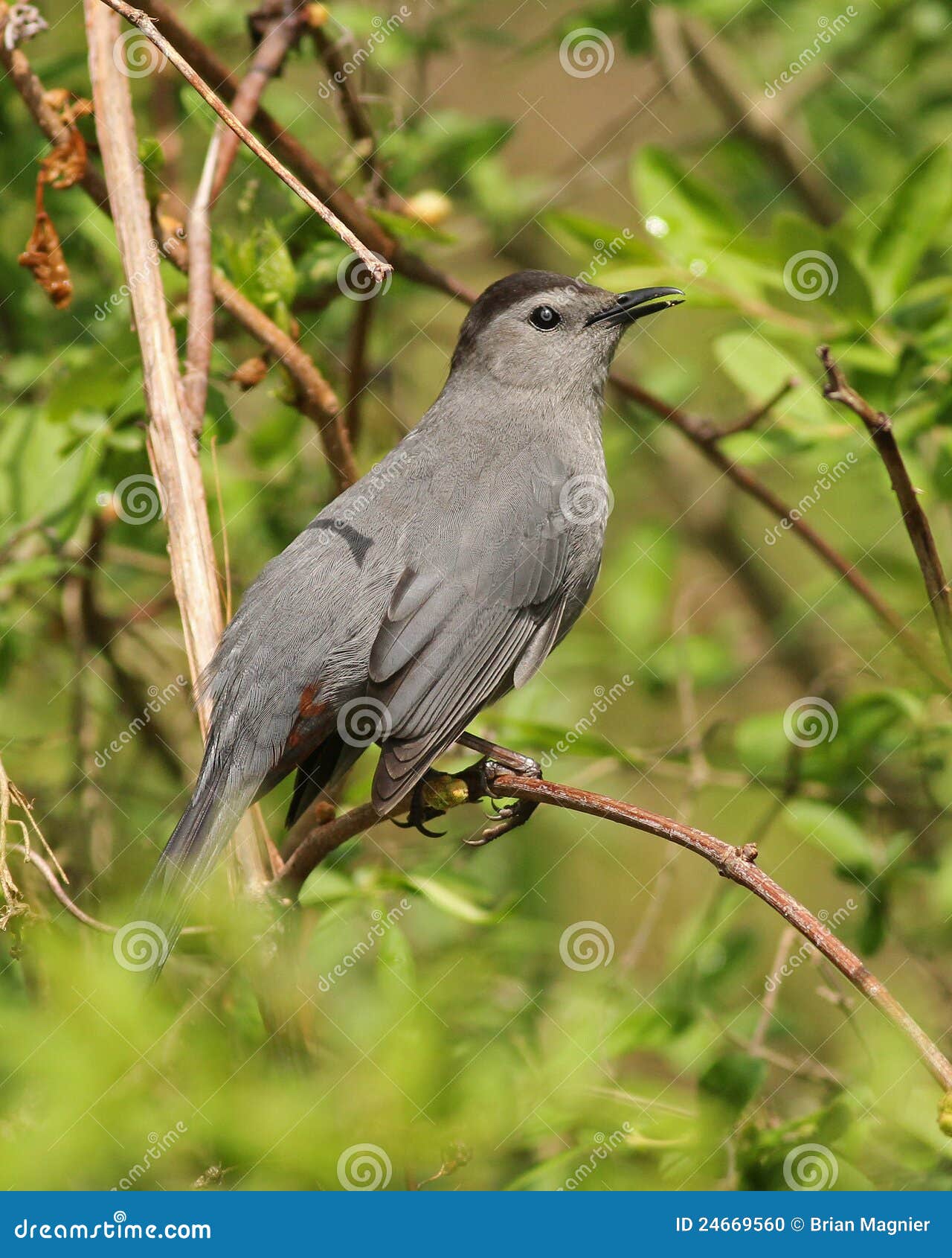 Gray Catbird stock photo. Image of gray, catbird, bird - 24669560