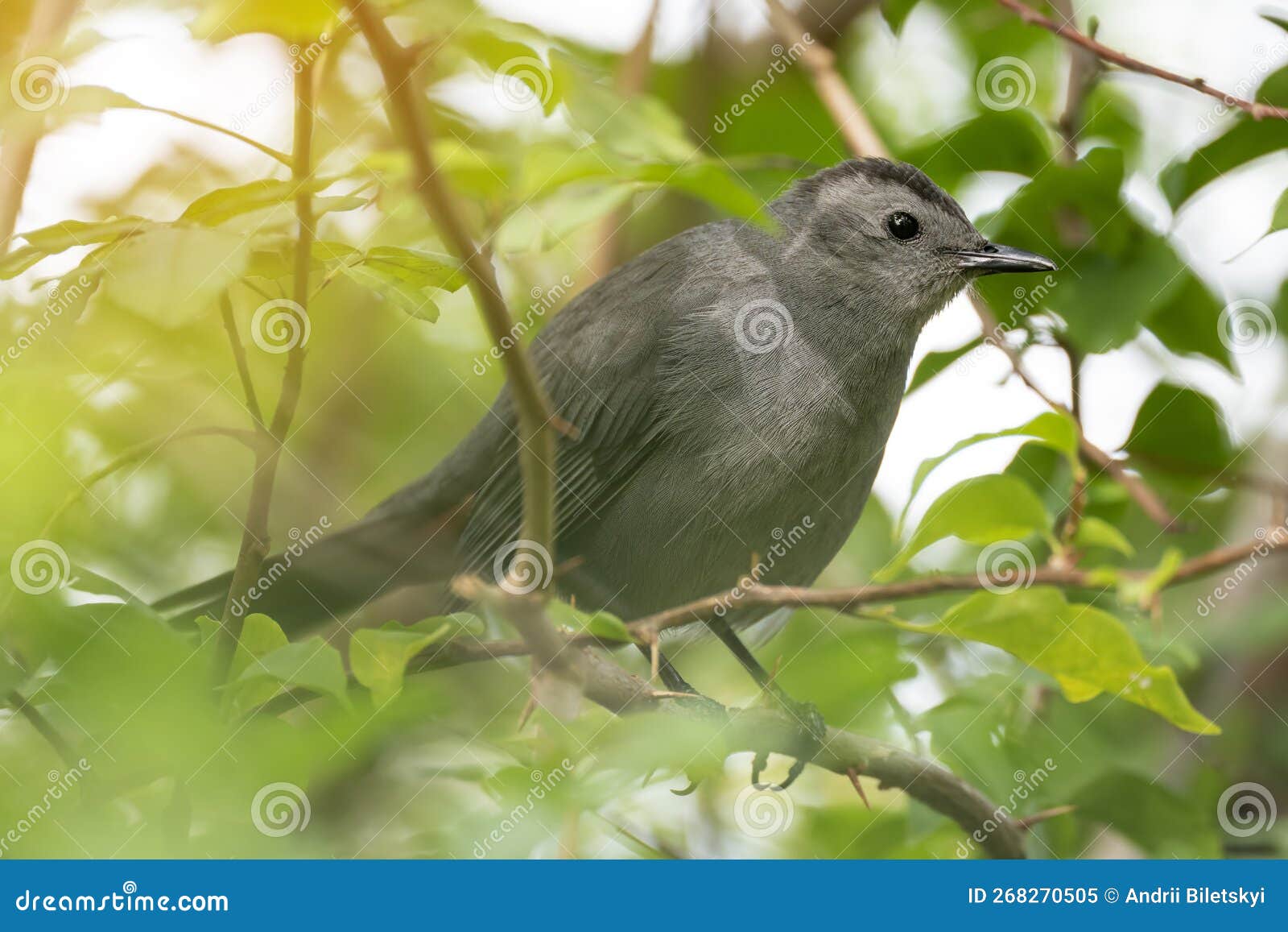A Gray Catbird Bird Perched on a Tree Branch in Summer Florida Shrubs ...