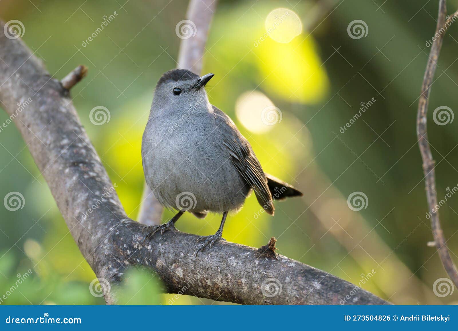 A Gray Catbird Bird Perched on a Tree Branch in Summer Florida Shrubs ...