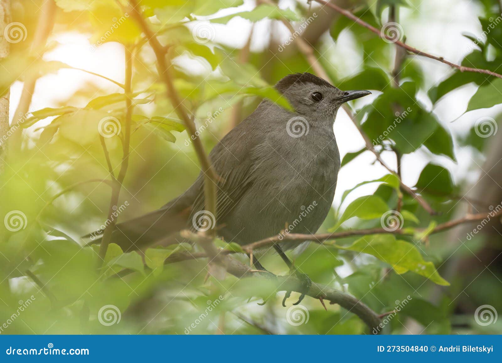 A Gray Catbird Bird Perched on a Tree Branch in Summer Florida Shrubs ...
