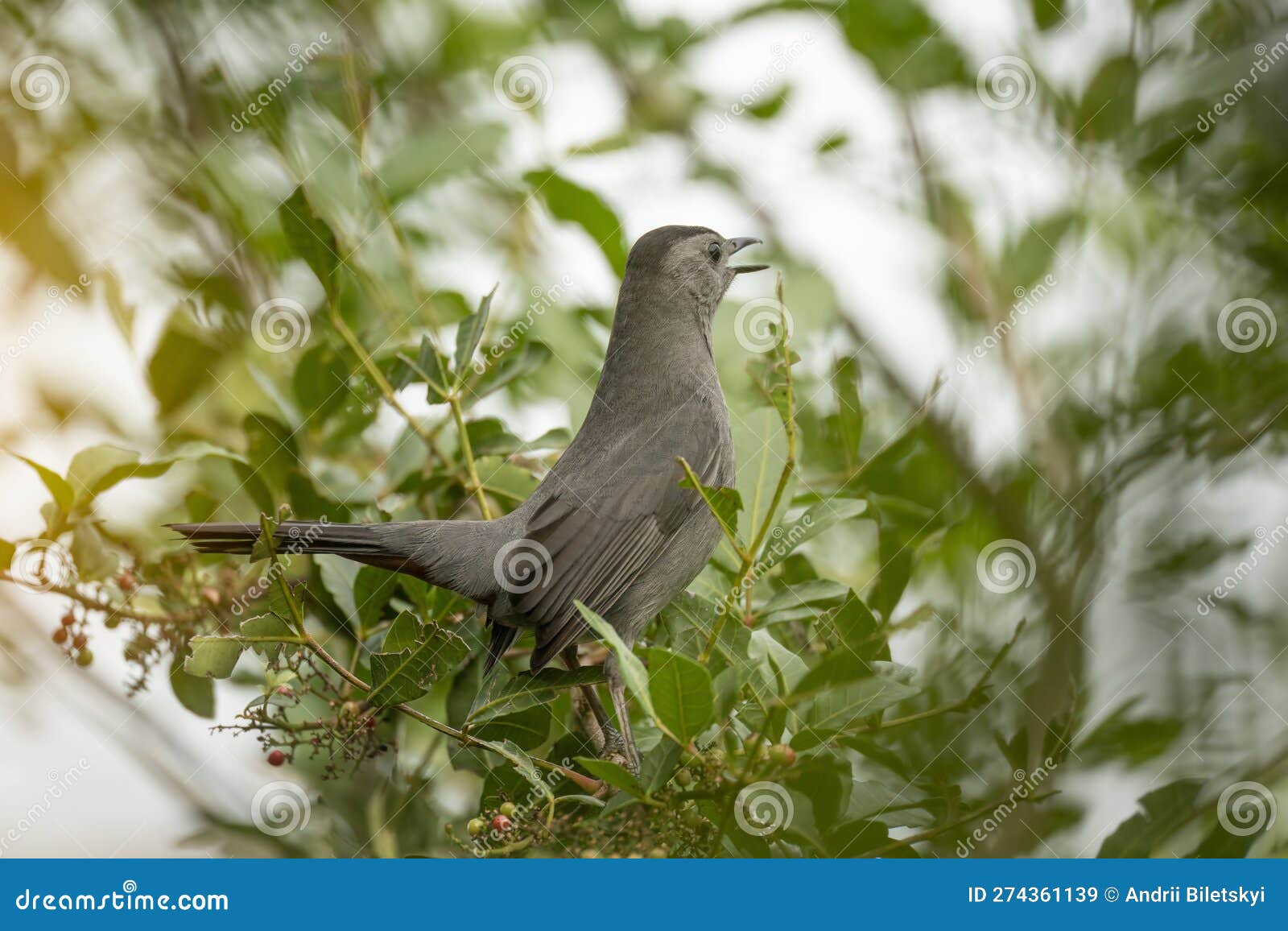 A Gray Catbird Bird Perched on a Tree Branch in Summer Florida Shrubs ...