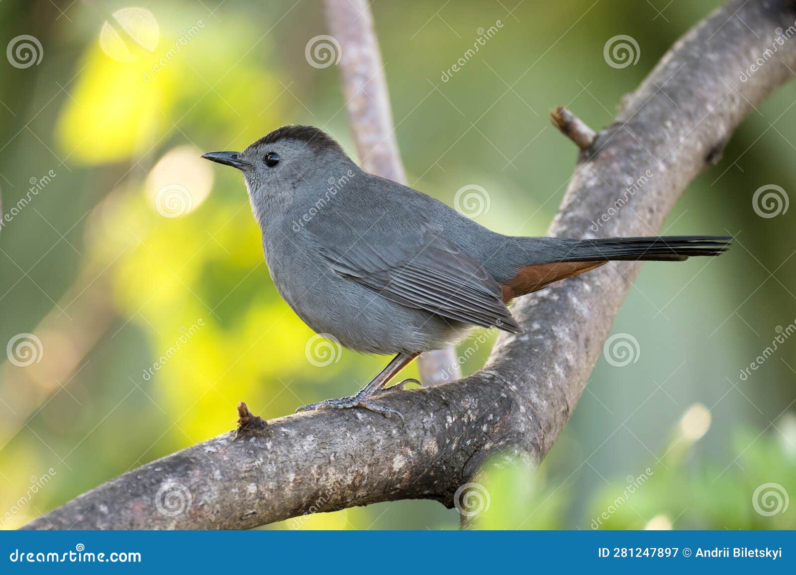 A Gray Catbird Bird Perched on a Tree Branch in Summer Florida Shrubs ...