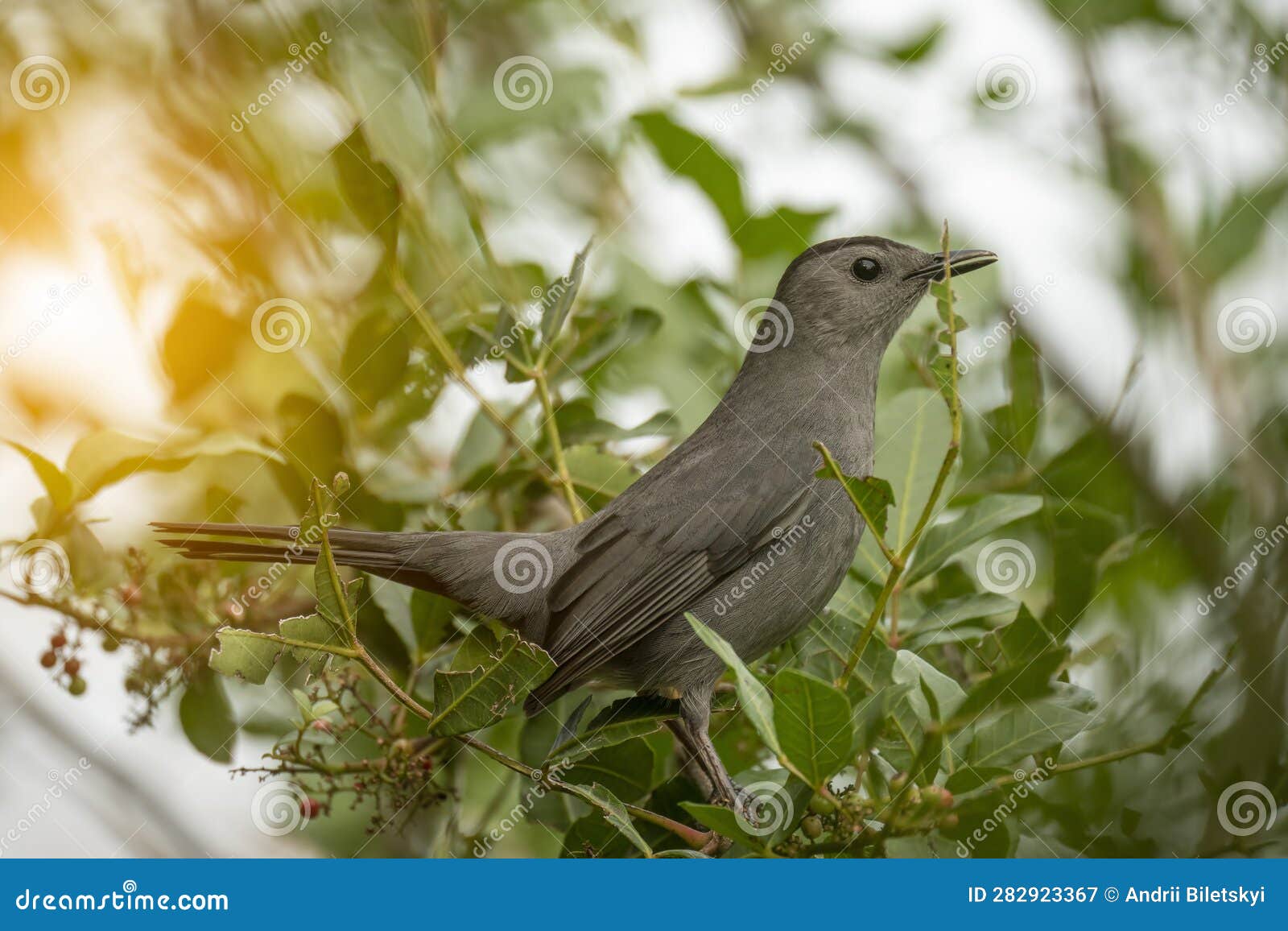 A Gray Catbird Bird Perched on a Tree Branch in Summer Florida Shrubs ...