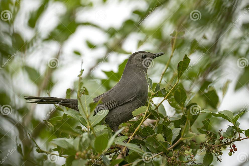 A Gray Catbird Bird Perched on a Tree Branch in Summer Florida Shrubs ...