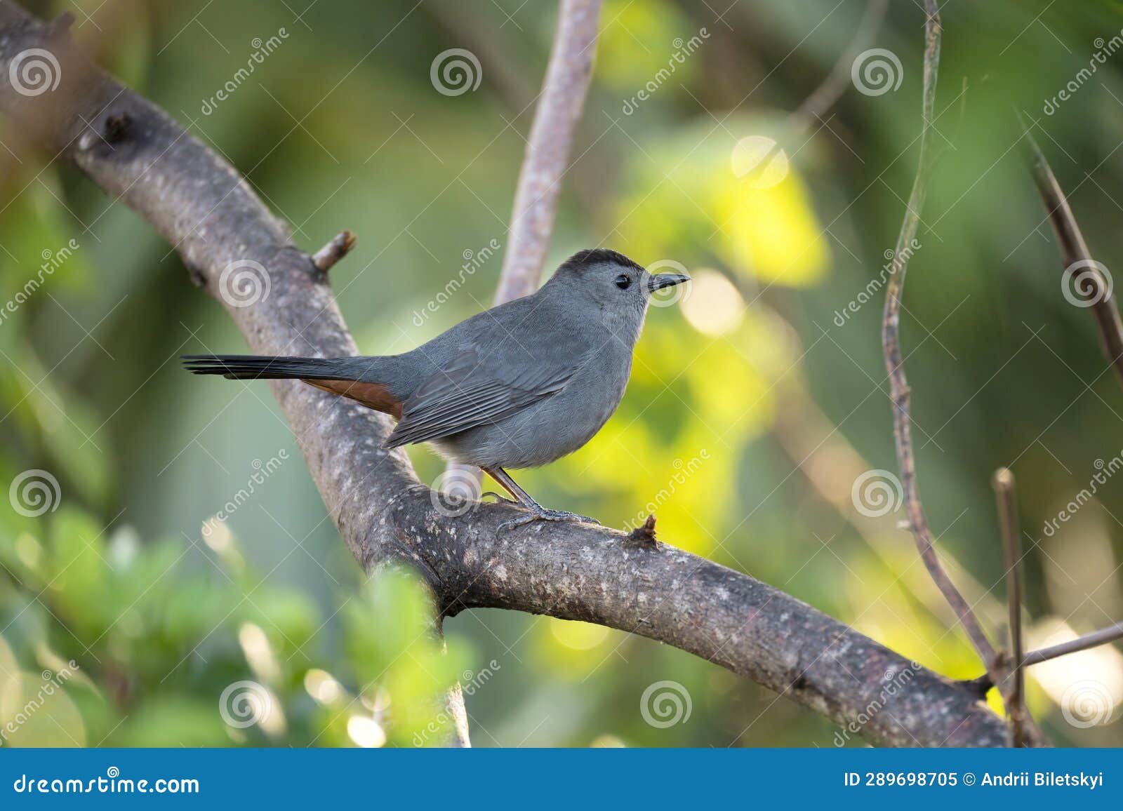 A Gray Catbird Bird Perched on a Tree Branch in Summer Florida Shrubs ...