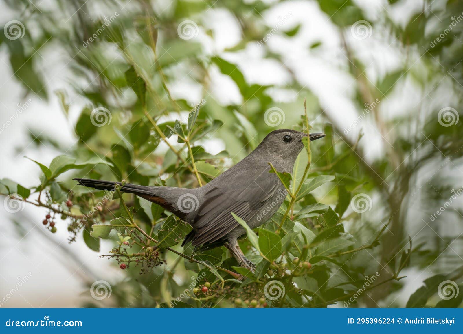 A Gray Catbird Bird Perched on a Tree Branch in Summer Florida Shrubs ...