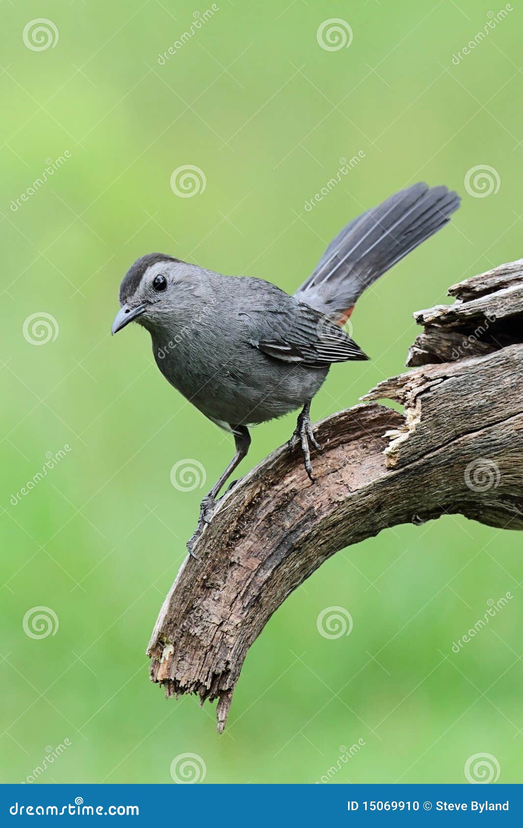 Gray Catbird Standing On Green Caged Bird Feeder Royalty-Free Stock ...