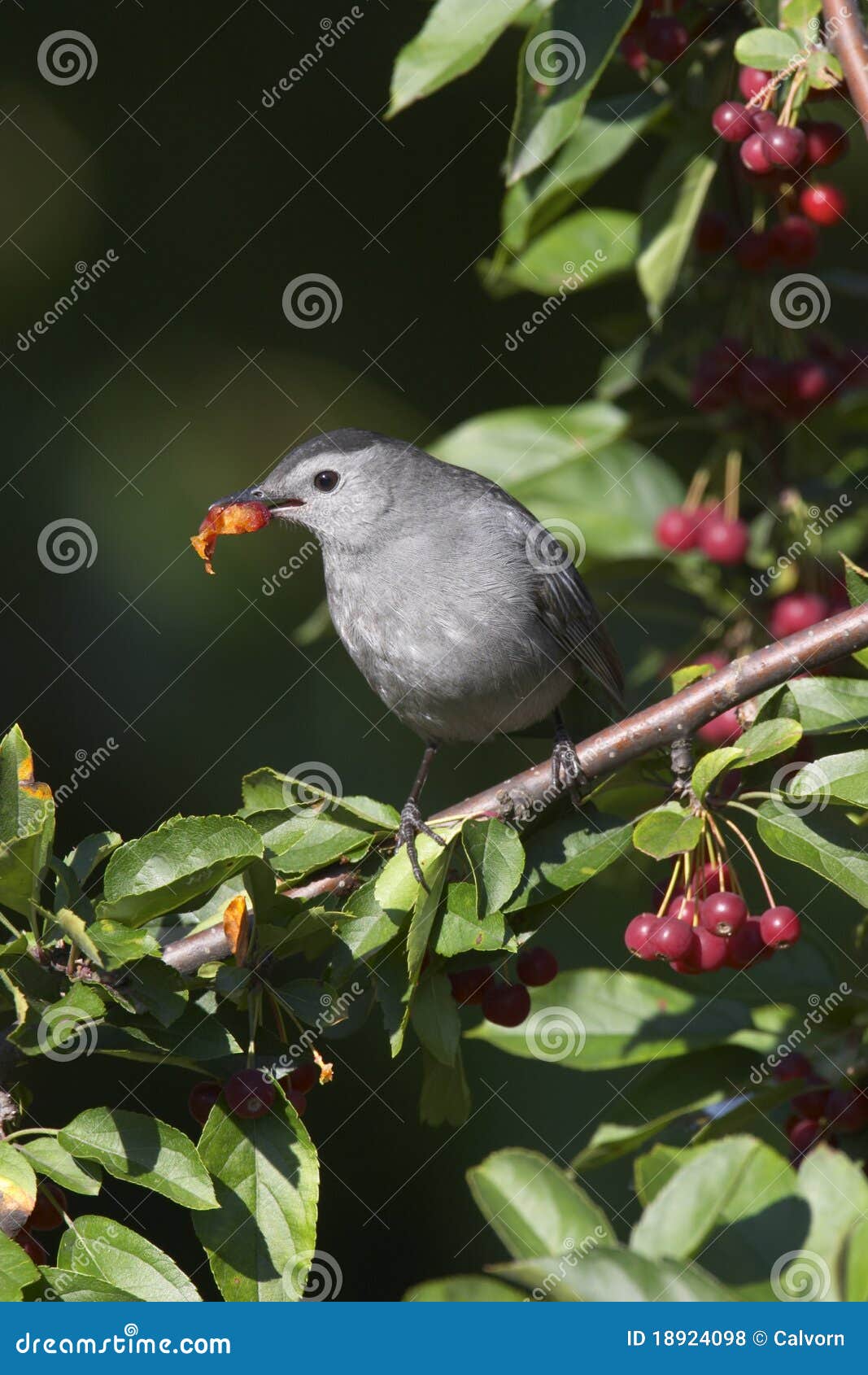 Gray Catbird Feeding stock photo. Image of central, dumetella - 18924098