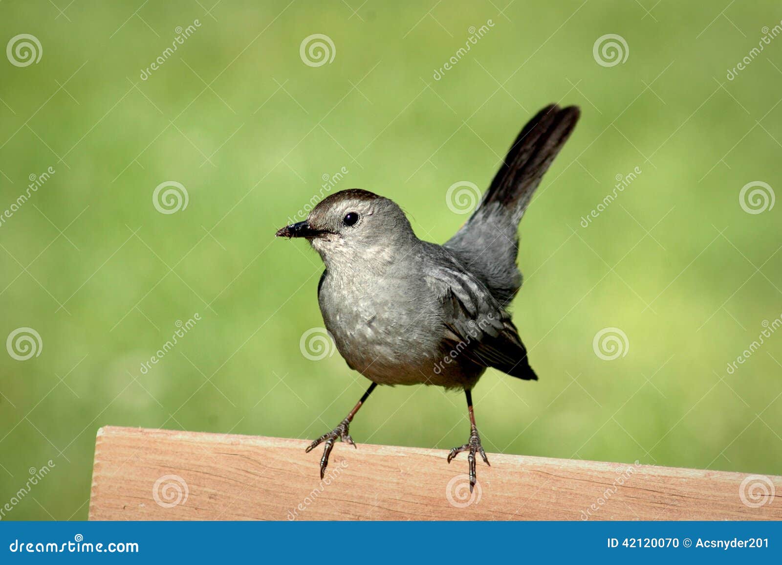 Gray Catbird stock photo. Image of catbird, animal, green - 42120070