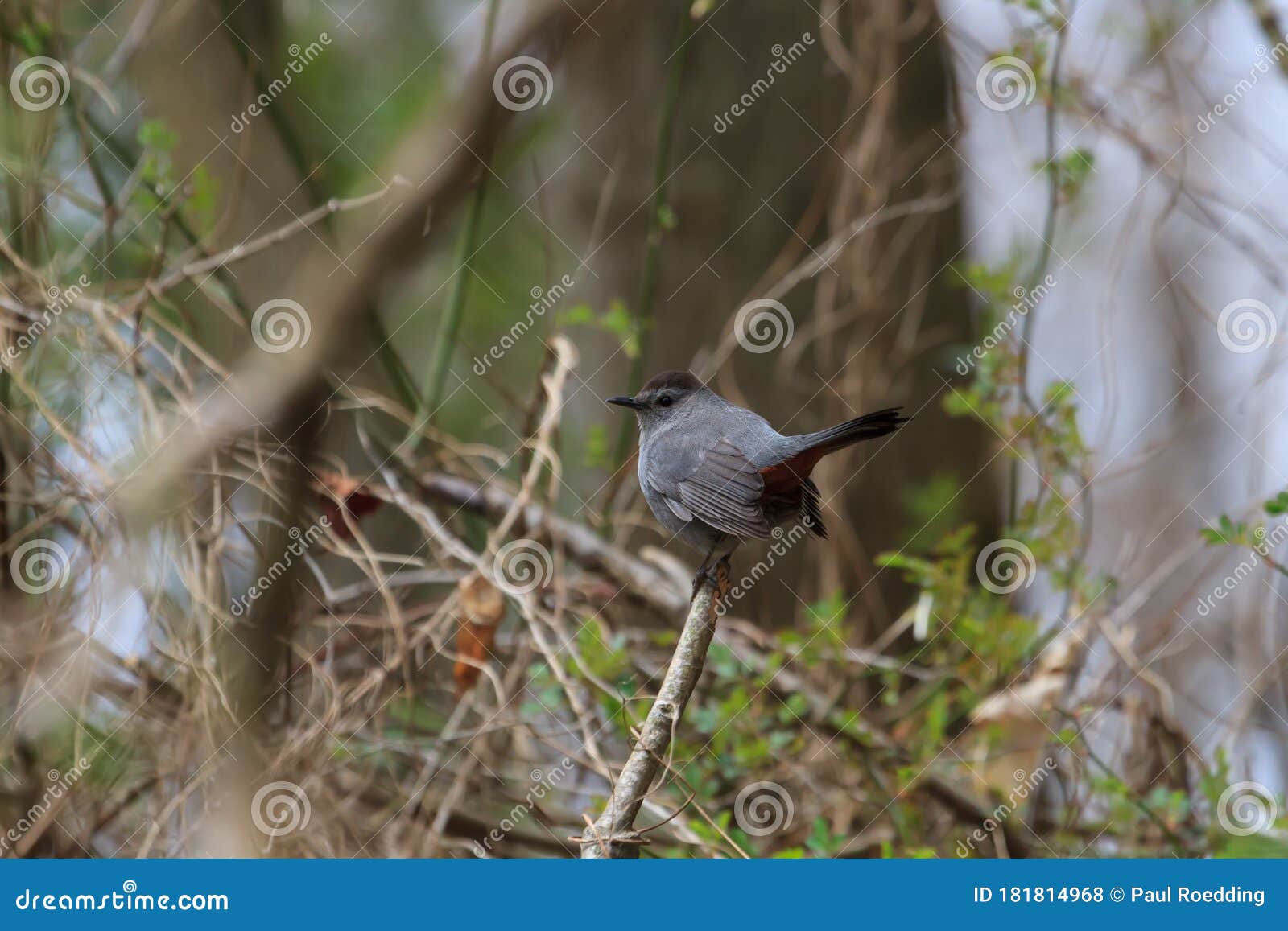 Gray Catbird Perched in a Thicket during Spring Migration Stock Photo ...